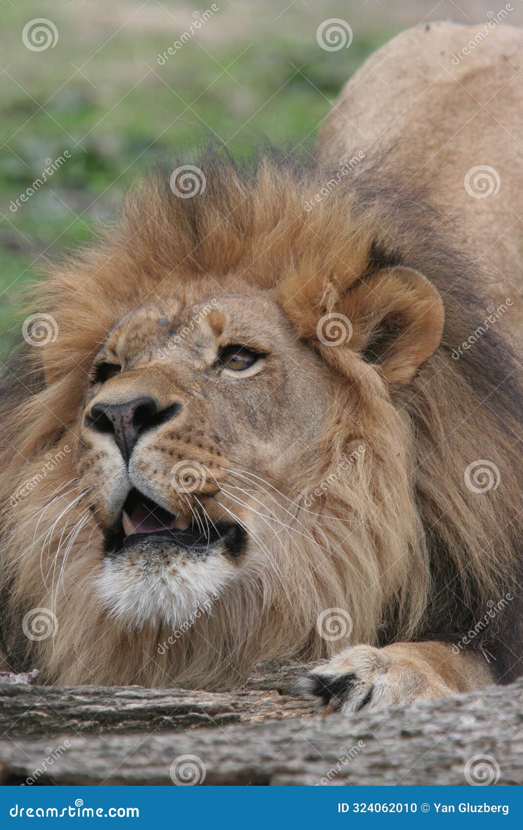 Male African Lion Stretching in the Zoo Stock Photo - Image of five ...