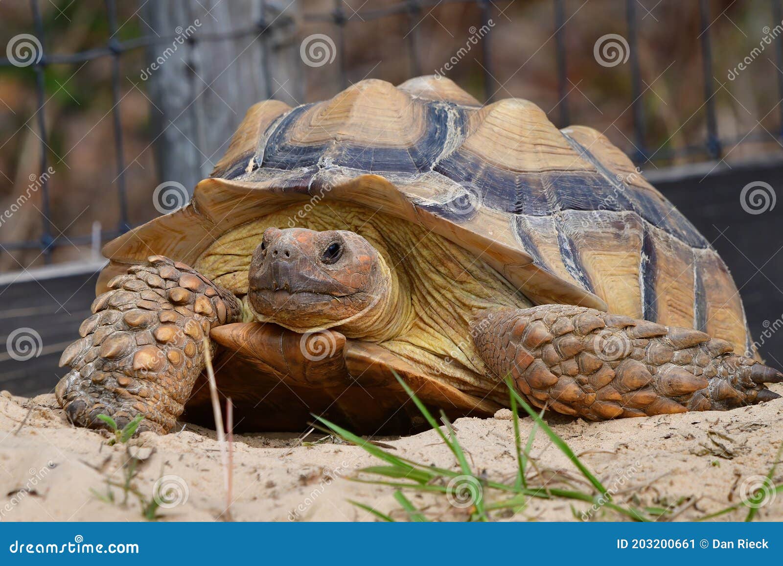 Male African Spur Thighed Tortoise Stock Image - Image of thighed ...