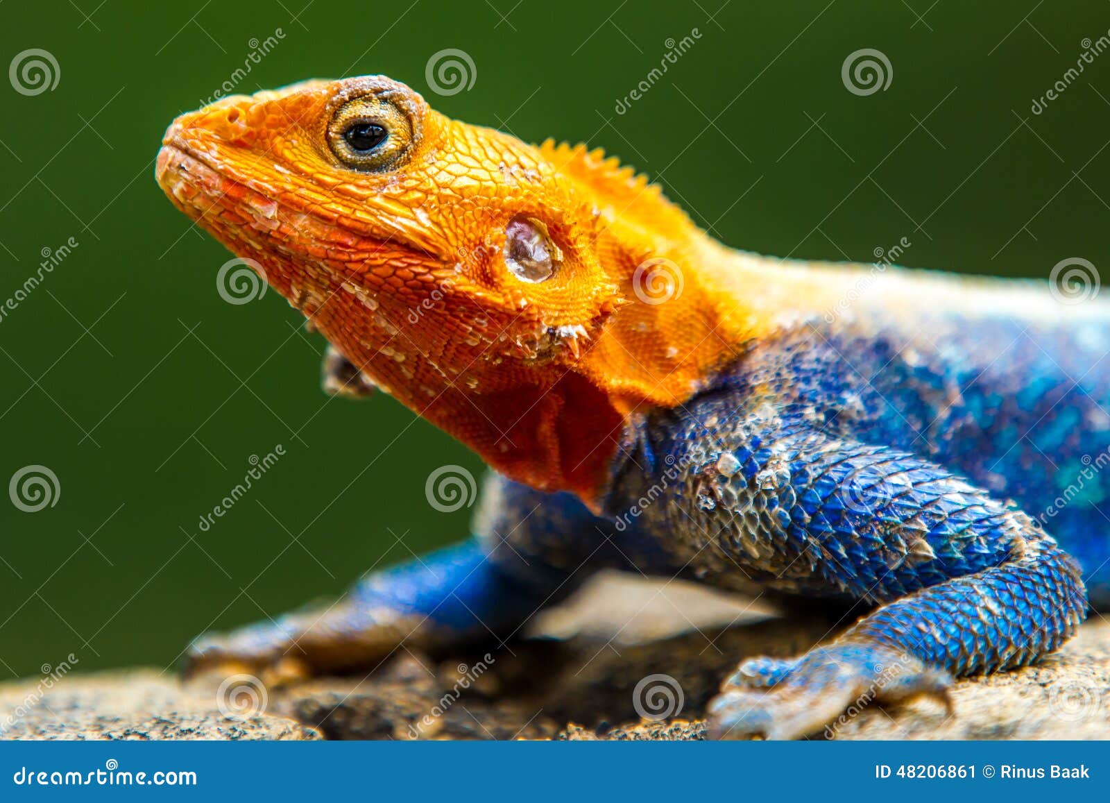 Male Agama Lizard Stock Photo - Image: 48206861