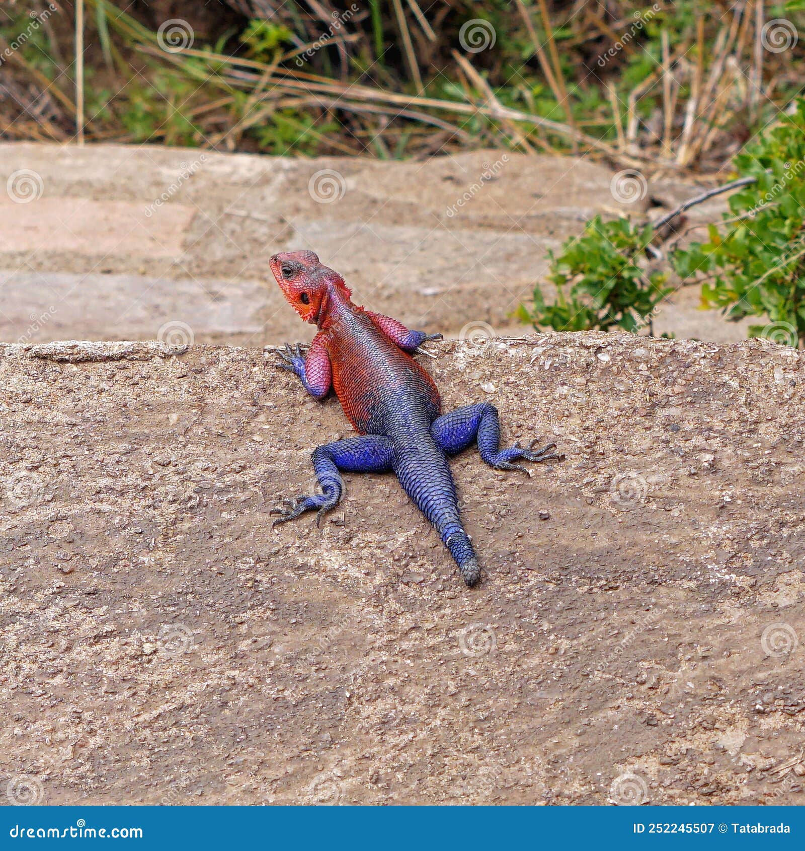 Male Agama lizard stock image. Image of color, plant - 252245507