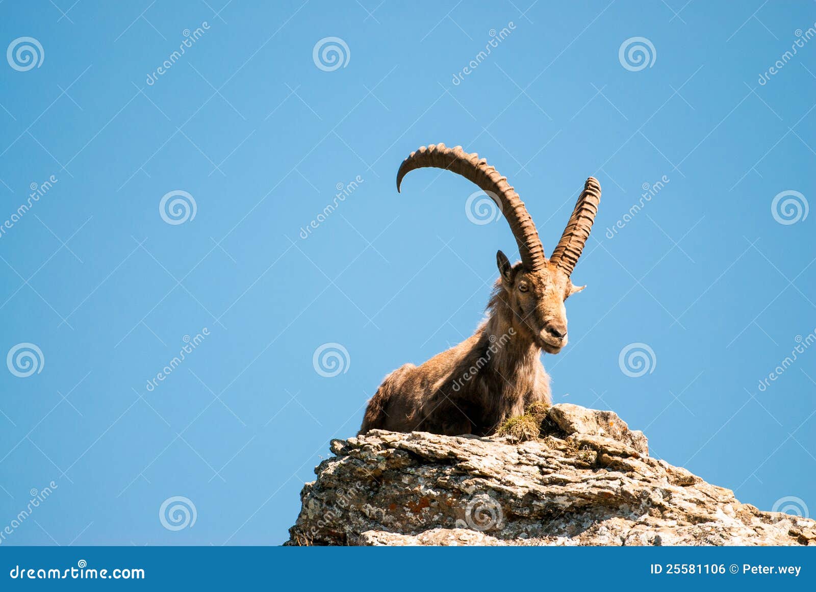 Male alpine ibex stock photo. Image of resting, wildlife - 25581106