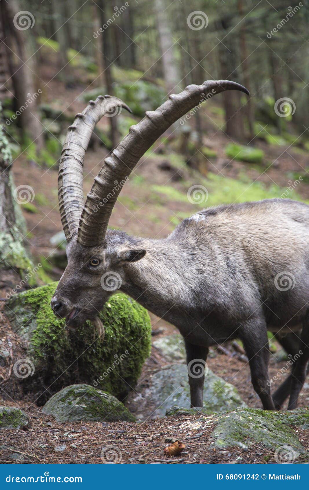 Male Alpine Ibex with Huge Horns Stock Photo - Image of underwood, long ...
