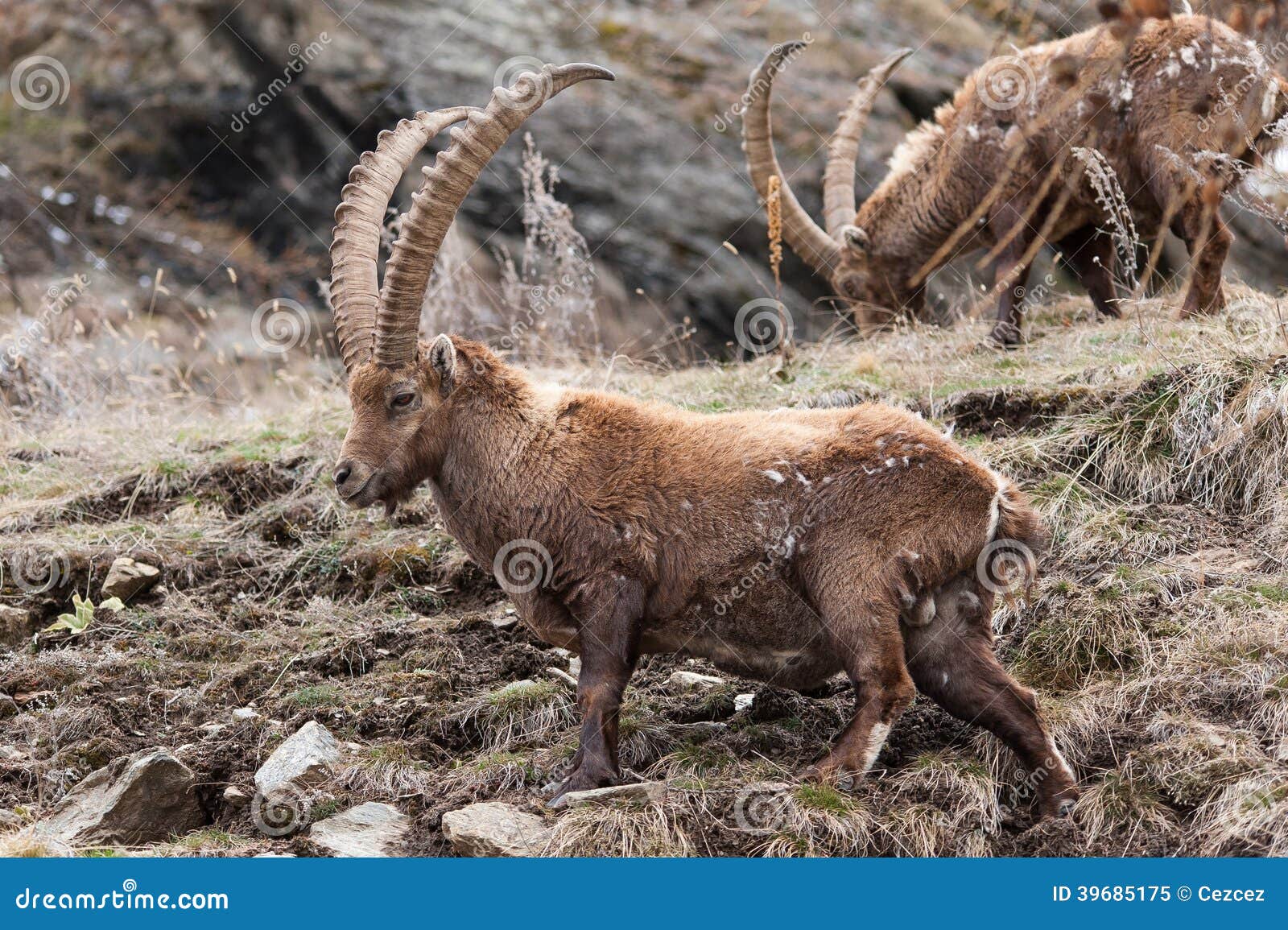 Male Alpine ibex stock image. Image of stone, ibex, mammals - 39685175