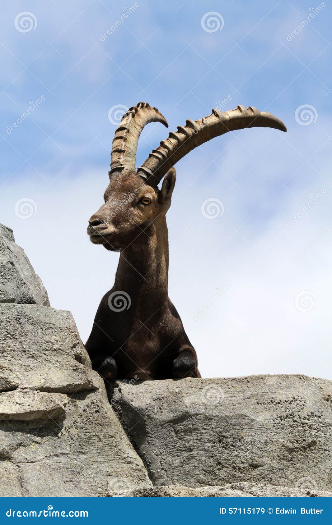 Male Alpine Ibex In A Grass Royalty-Free Stock Photography ...