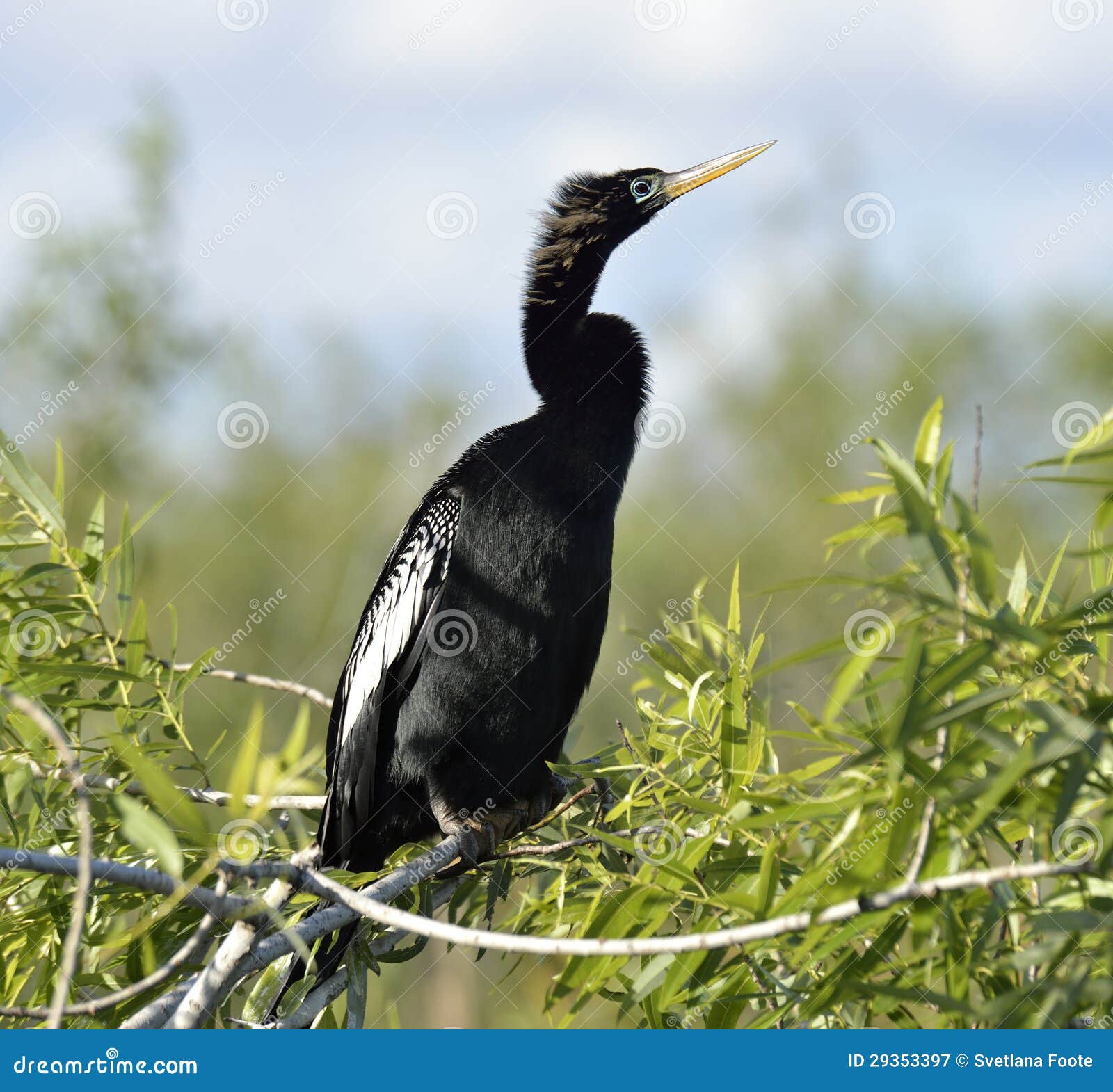 Male American Anhinga (Anhinga Anhinga) Stock Image - Image of wetlands ...