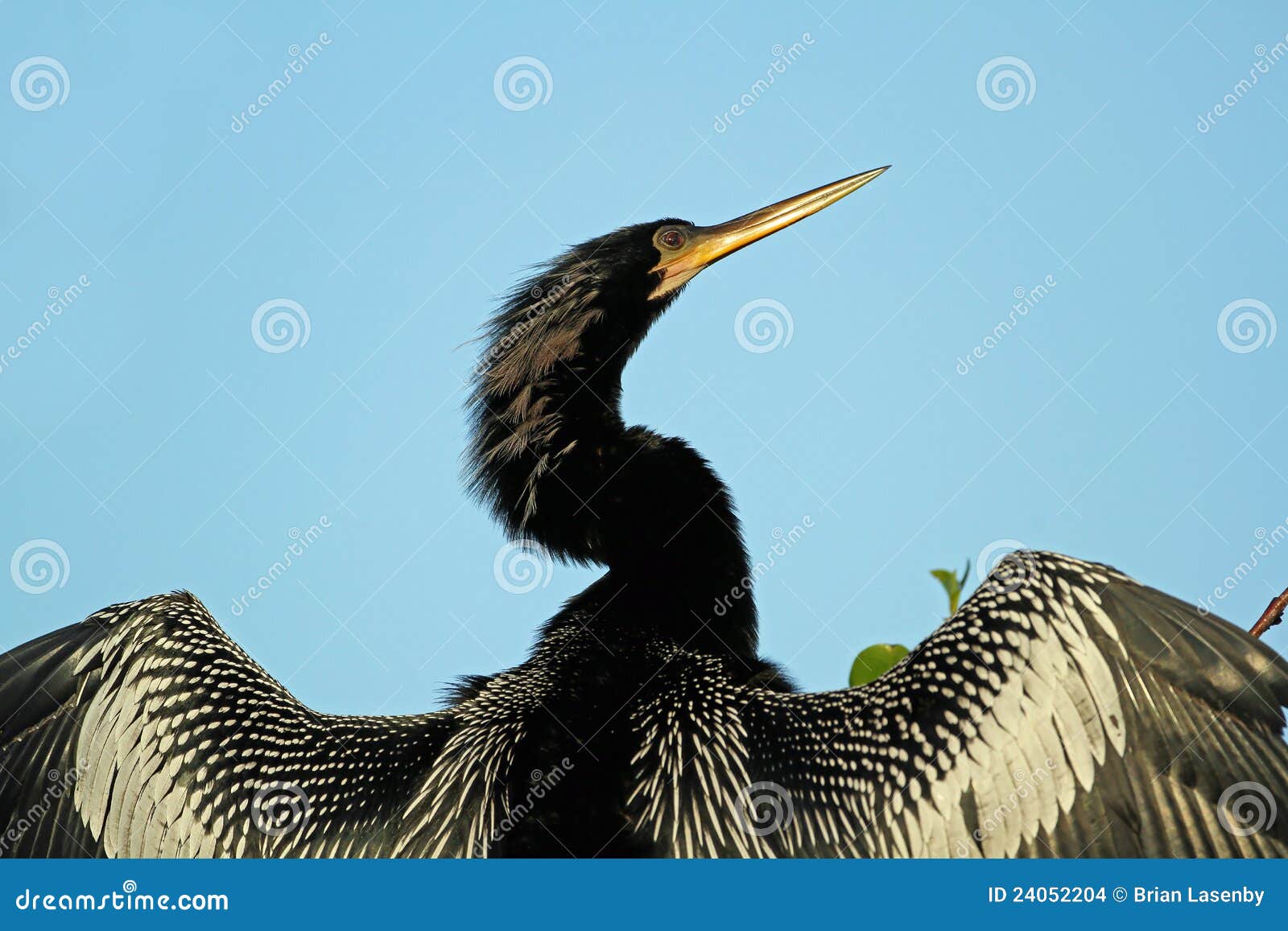 Male American Anhinga with Wings Extended Stock Photo - Image of ...