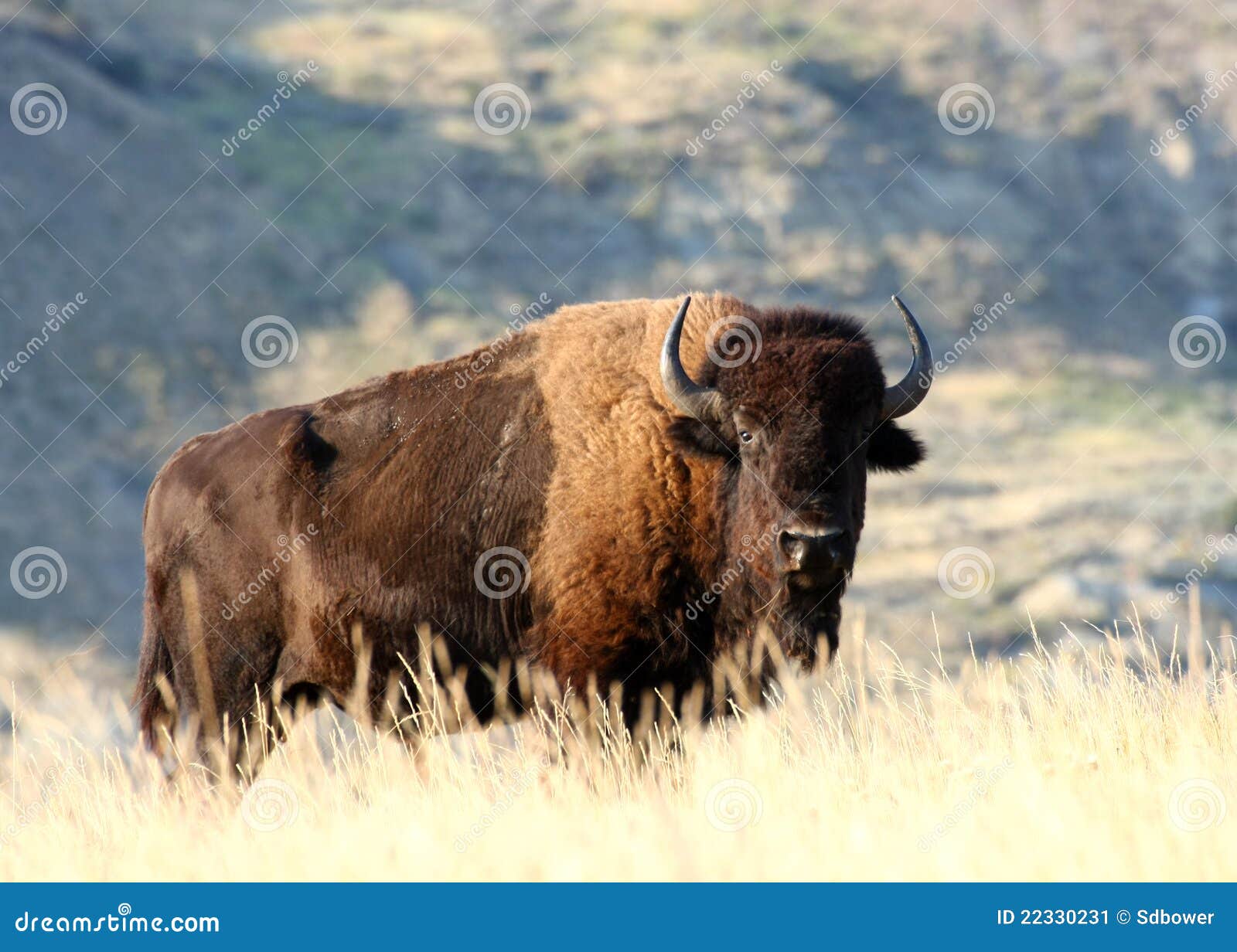 A male American Bison stock image. Image of mammal, sunset - 22330231