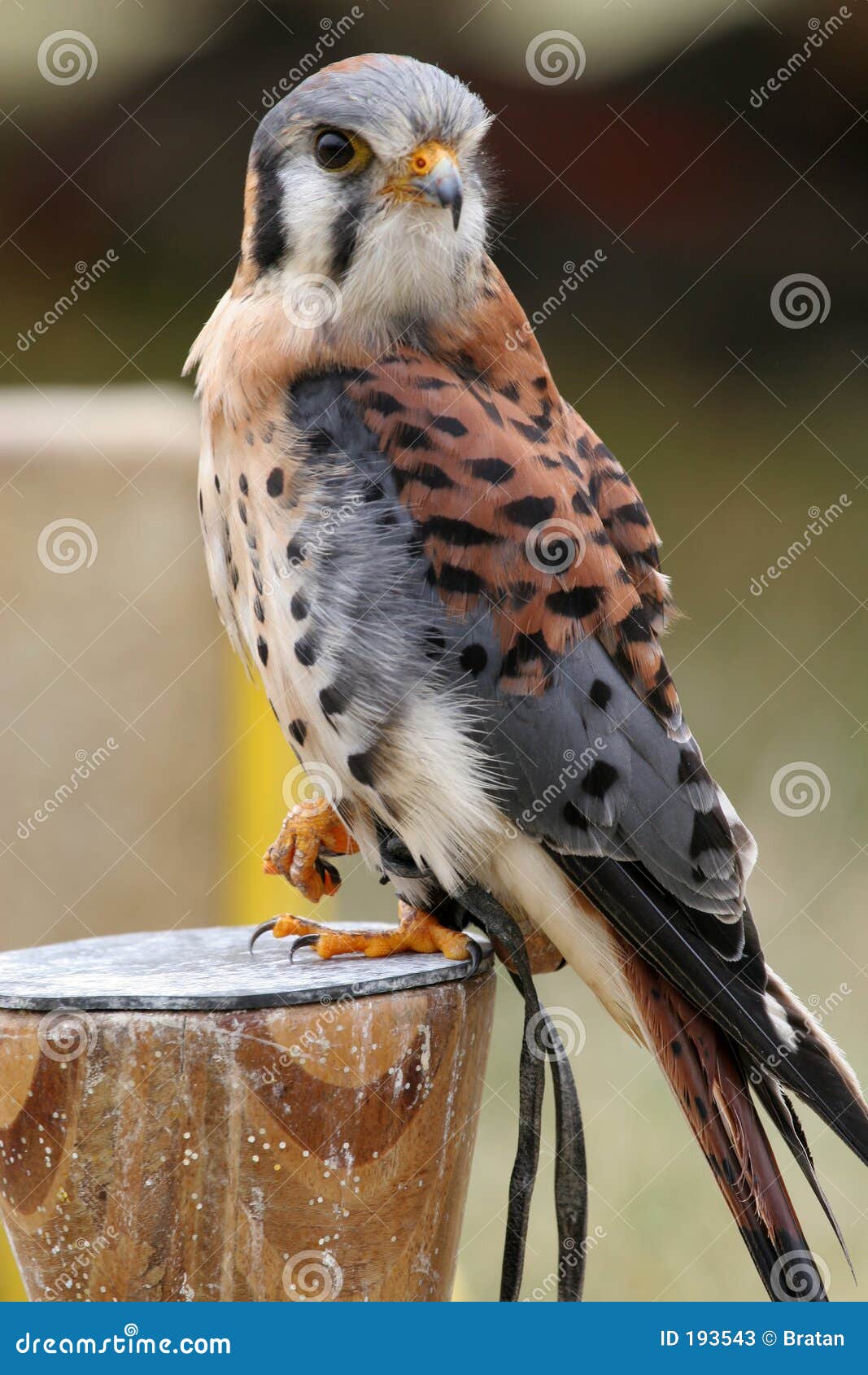 Male American Kestrel stock image. Image of hunter, male - 193543