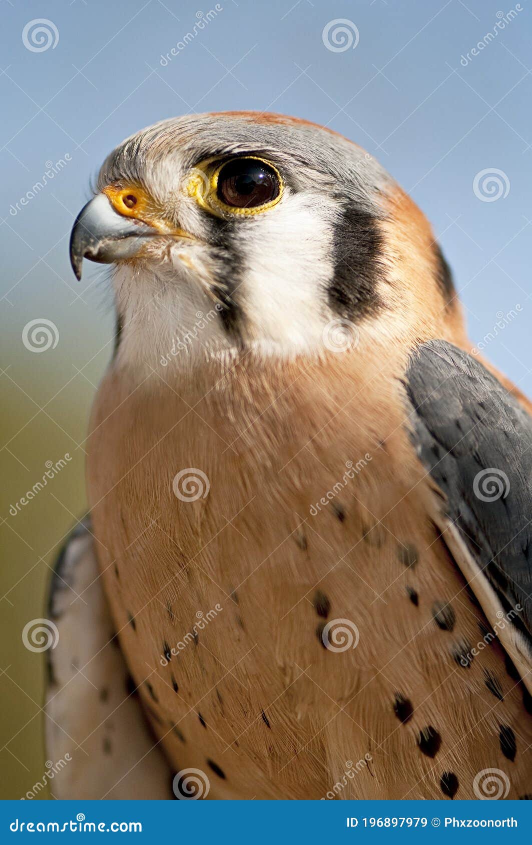 Male American Kestrel Looking at Camera Stock Image - Image of avian ...