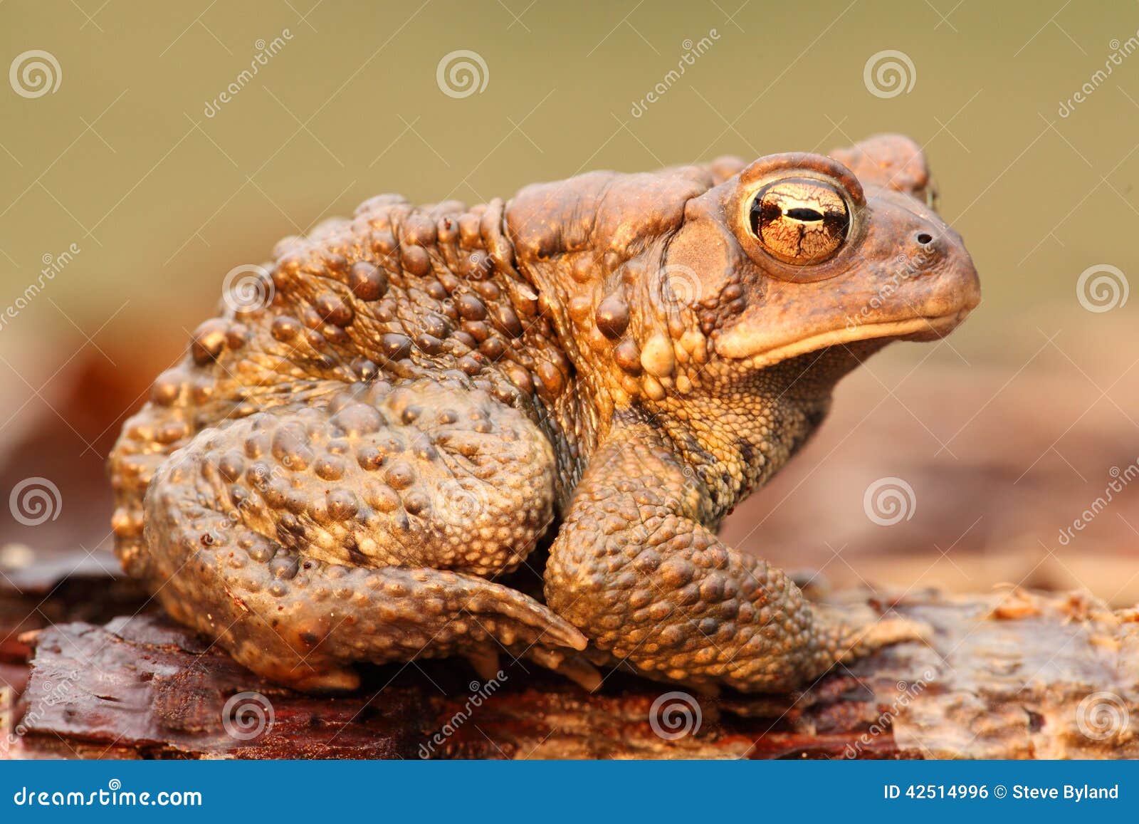 Male American Toad (Bufo Americanus) Stock Photo - Image of swamp ...