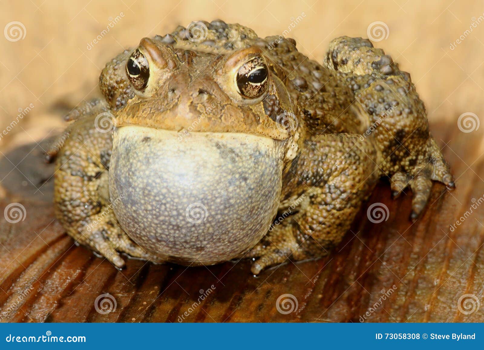 Male American Toad (Bufo Americanus) Stock Photo - Image of american ...