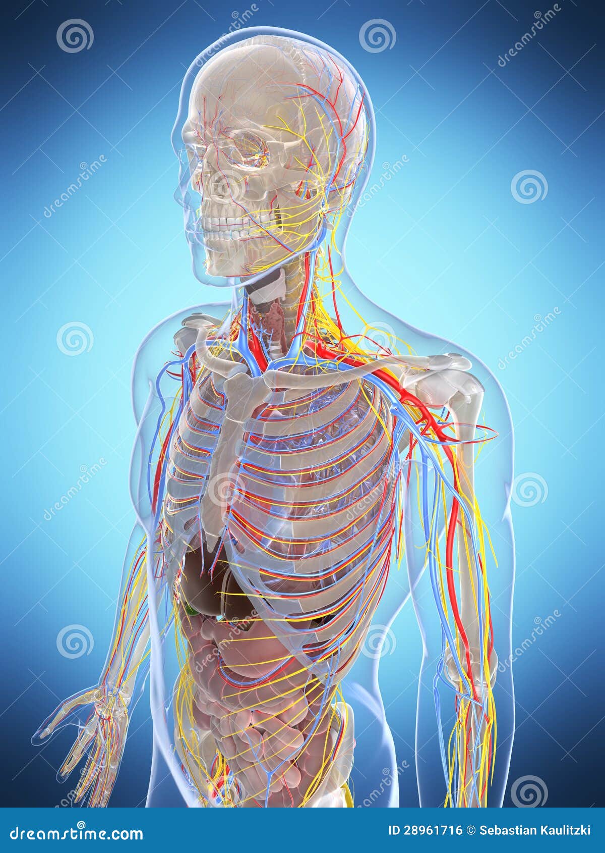 Male anatomi stock illustrationer. Illustration av kropp - 28961716