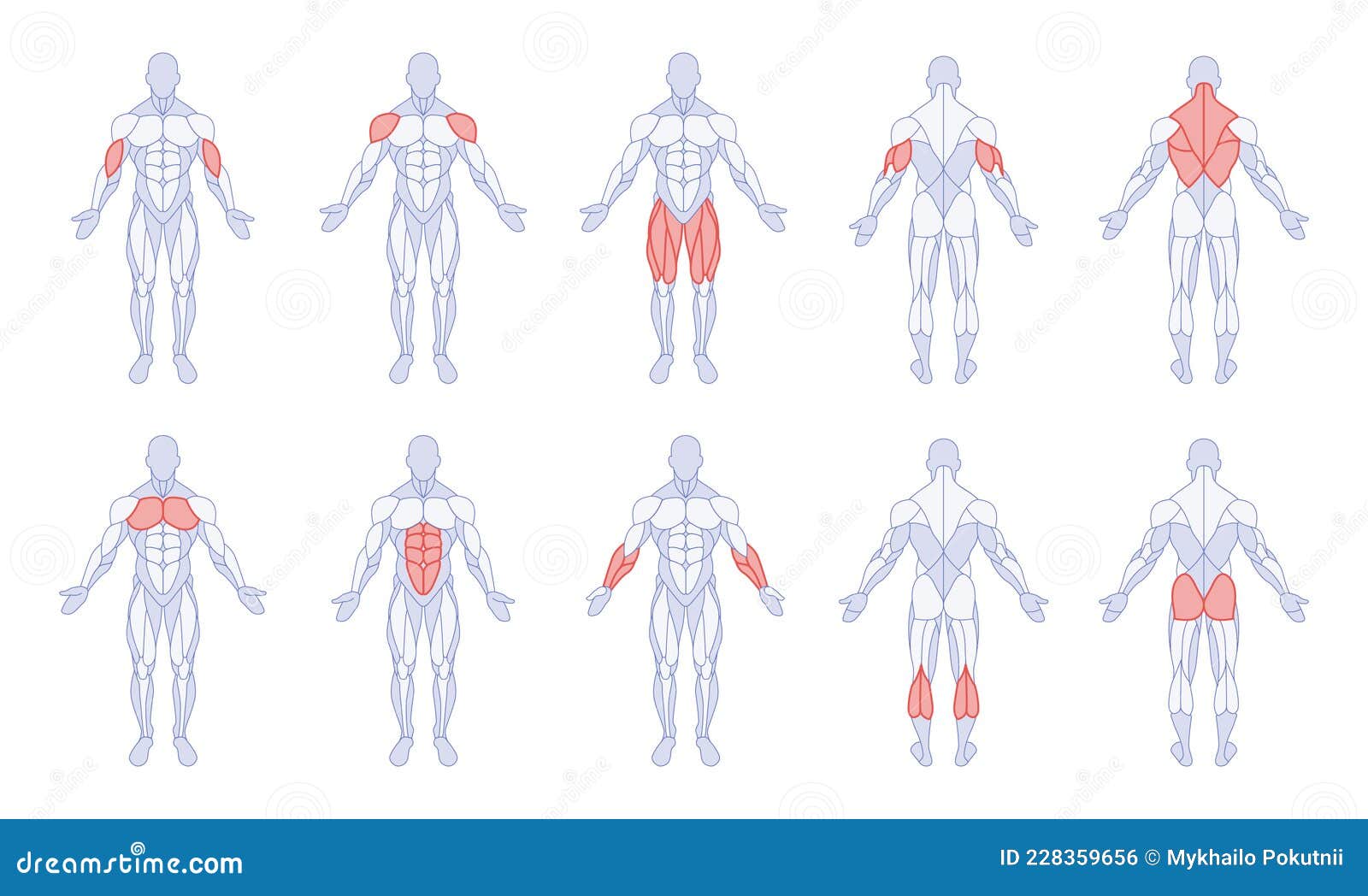 Male Anatomy With Training Body Parts Figure Standing Front And Back ...