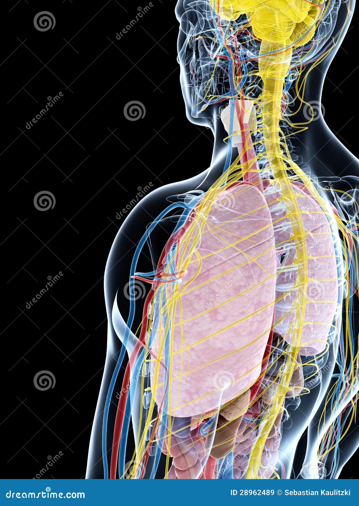 Male anatomy stock illustration. Illustration of vein - 28962489