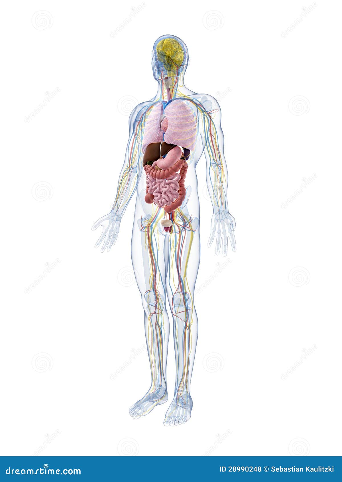 Male anatomy stock illustration. Illustration of male - 28990248