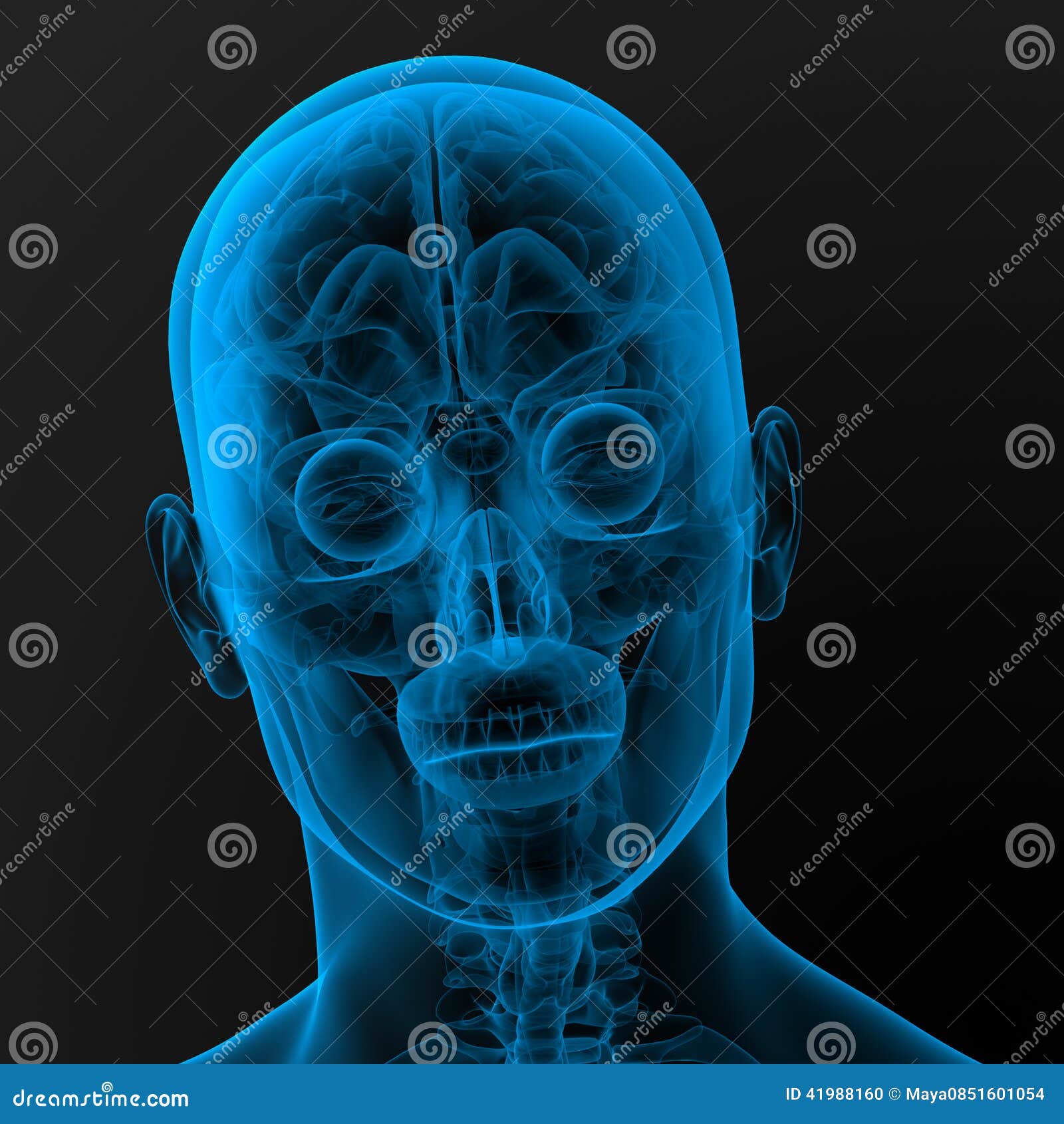 Male anatomy stock illustration. Illustration of bellyache - 41988160
