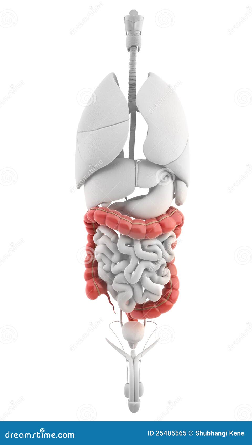 Male Anatomy - Digestive System Stock Illustration - Illustration of ...