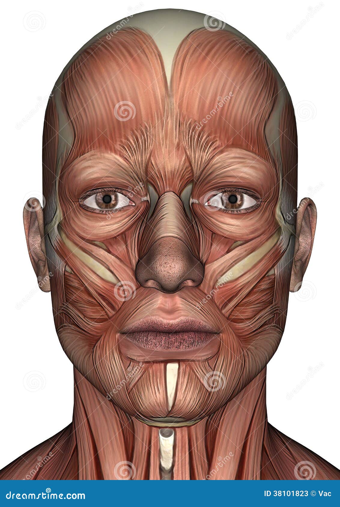 Male Model Face Map Stock Illustrations – 26 Male Model Face Map Stock ...
