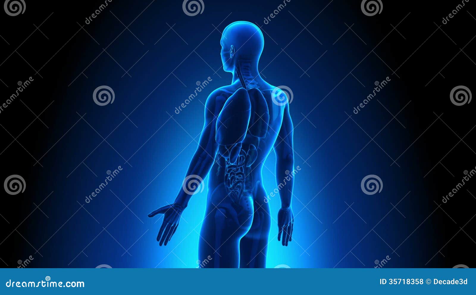 Male Anatomy - Human All Organs Scan Stock Video - Video of scan ...