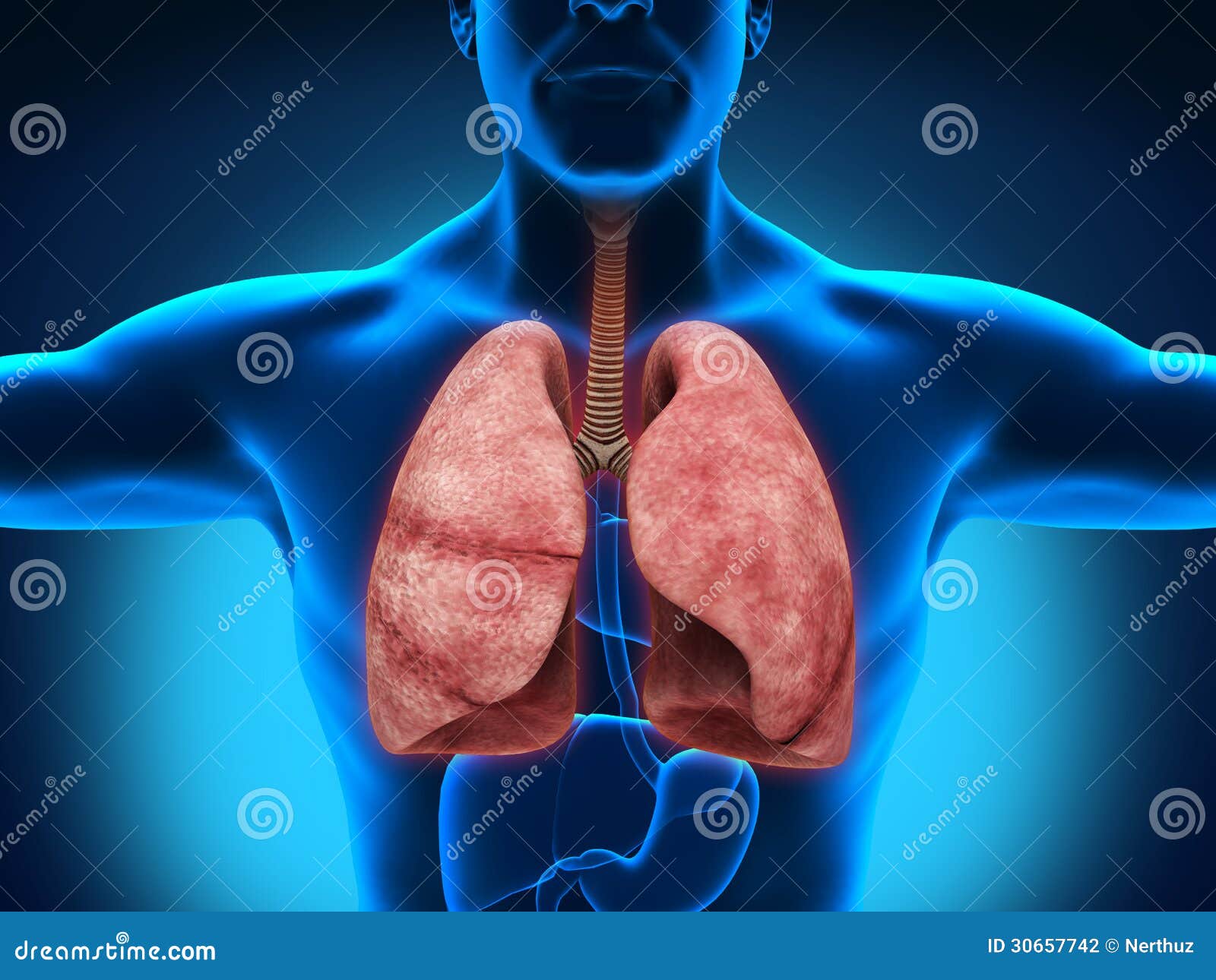 Male Anatomy of Human Respiratory System Stock Illustration ...