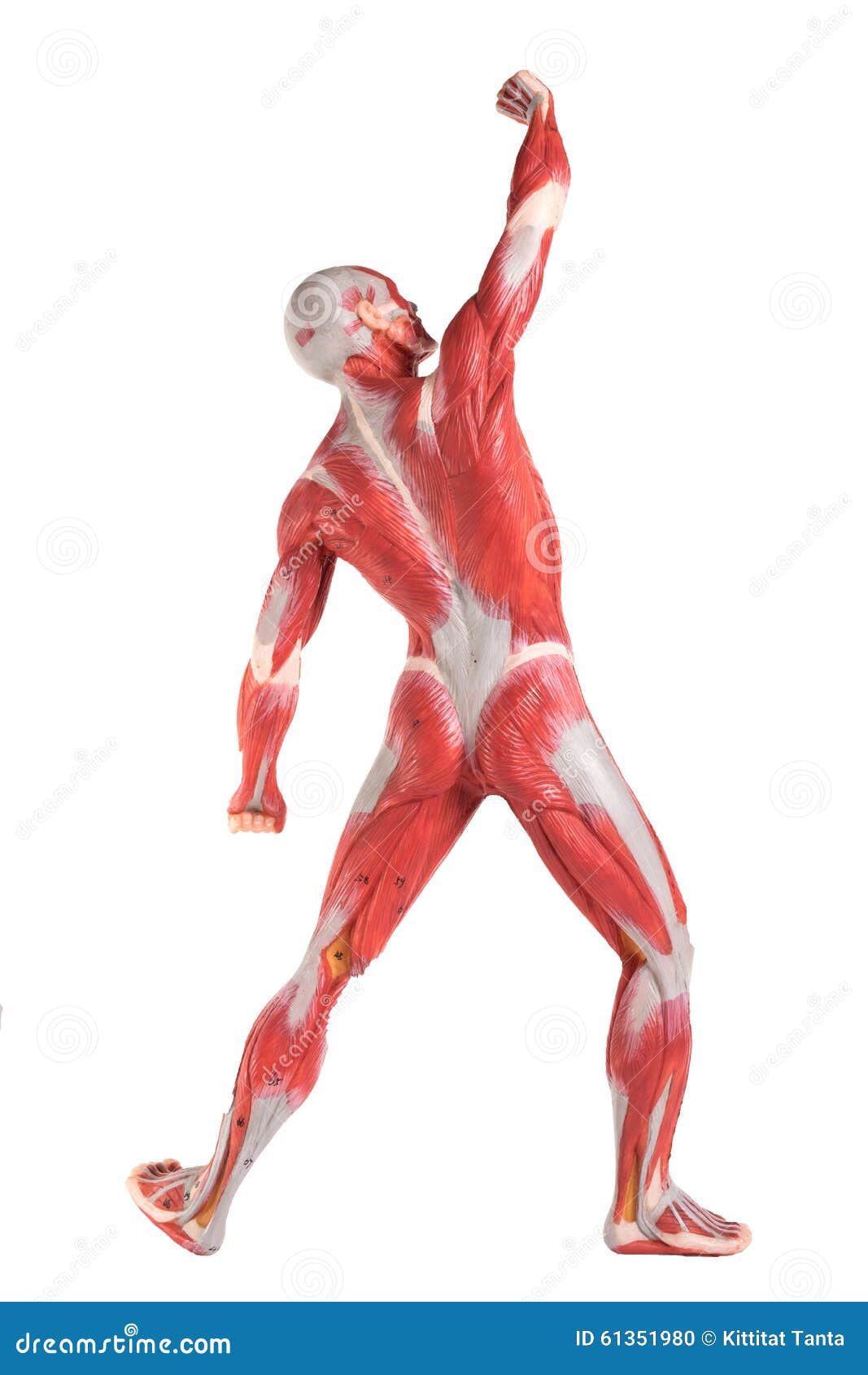 Muscular System Of Human Body On White Background With Copy Space For ...