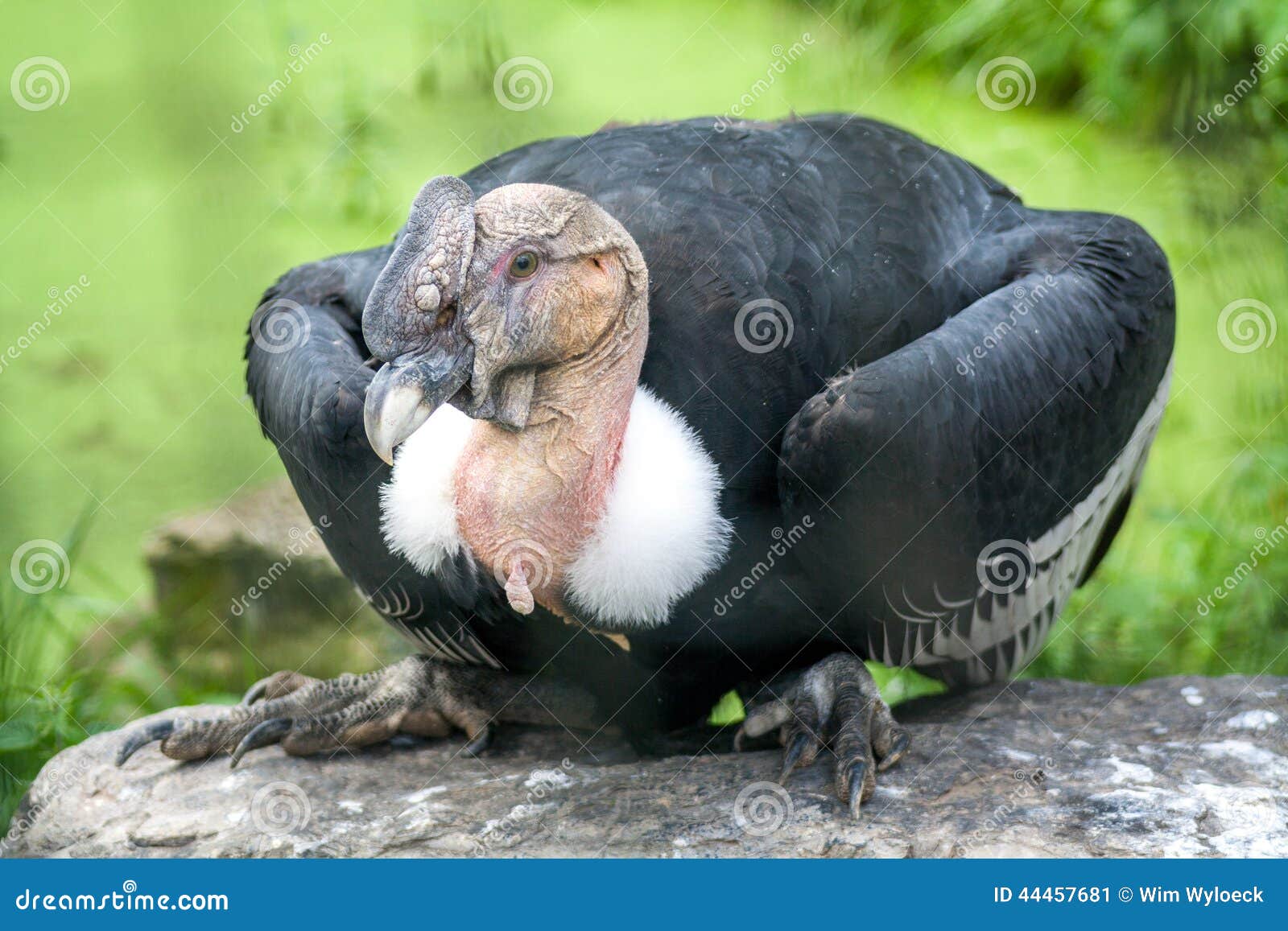 Male Andean condor stock image. Image of resting, claws - 44457681