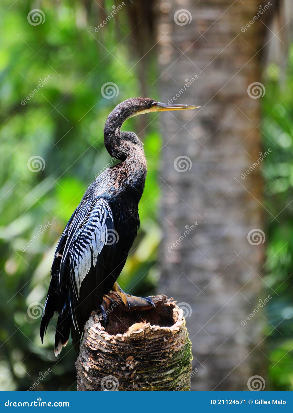 Male Anhinga Bird stock image. Image of florida, nature - 21124571