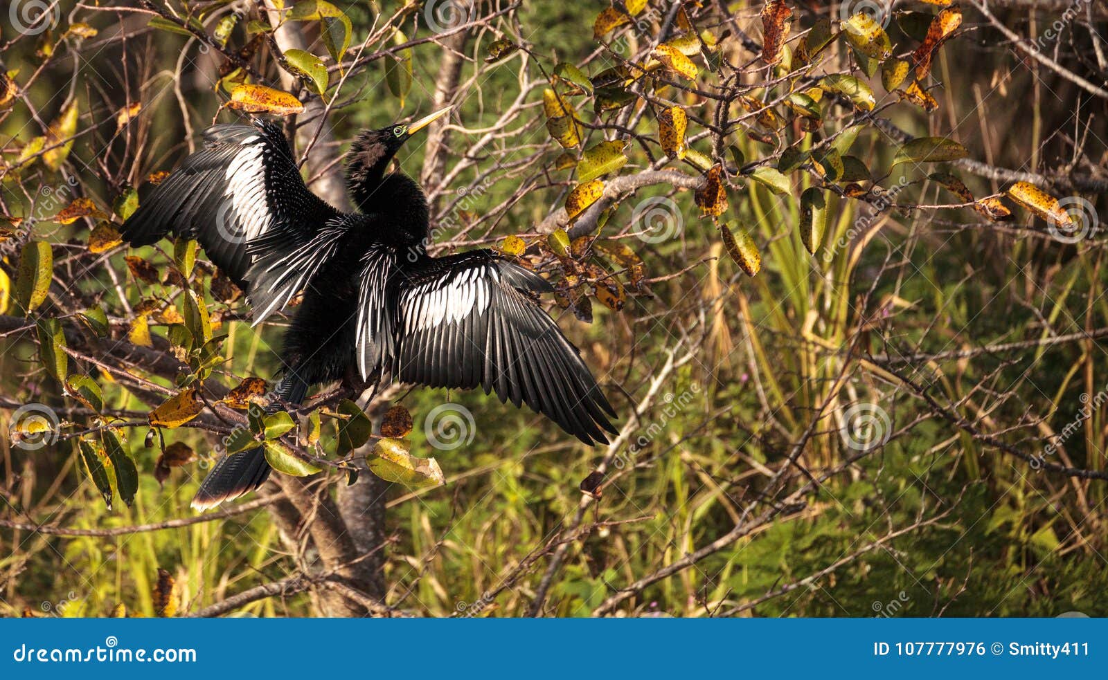 Male Anhinga Bird Called Anhinga Anhinga Stock Photo - Image of bird ... Male Anhinga Bird Called Anhinga Anhinga Stock Photo - Image of bird ...