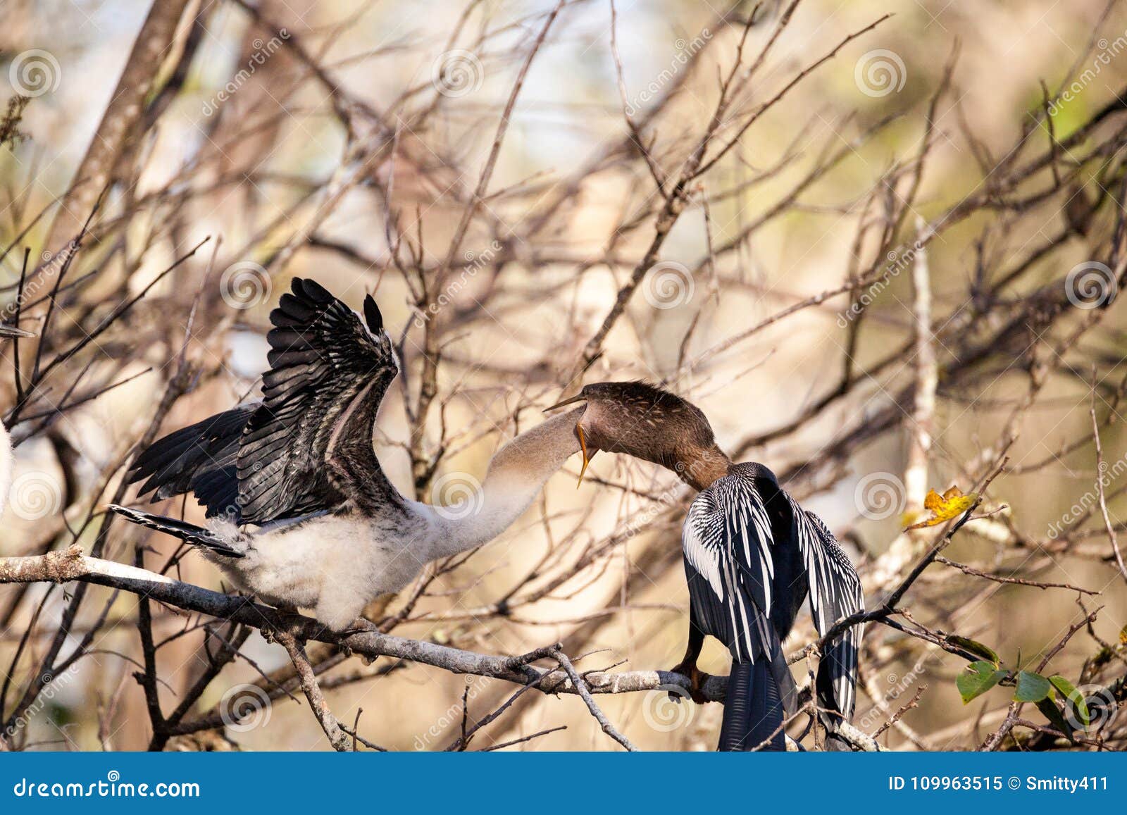 Male Anhinga Bird Called Anhinga Anhinga and Snakebird Feeds a M Stock ... Male Anhinga Bird Called Anhinga Anhinga and Snakebird Feeds a M Stock ...