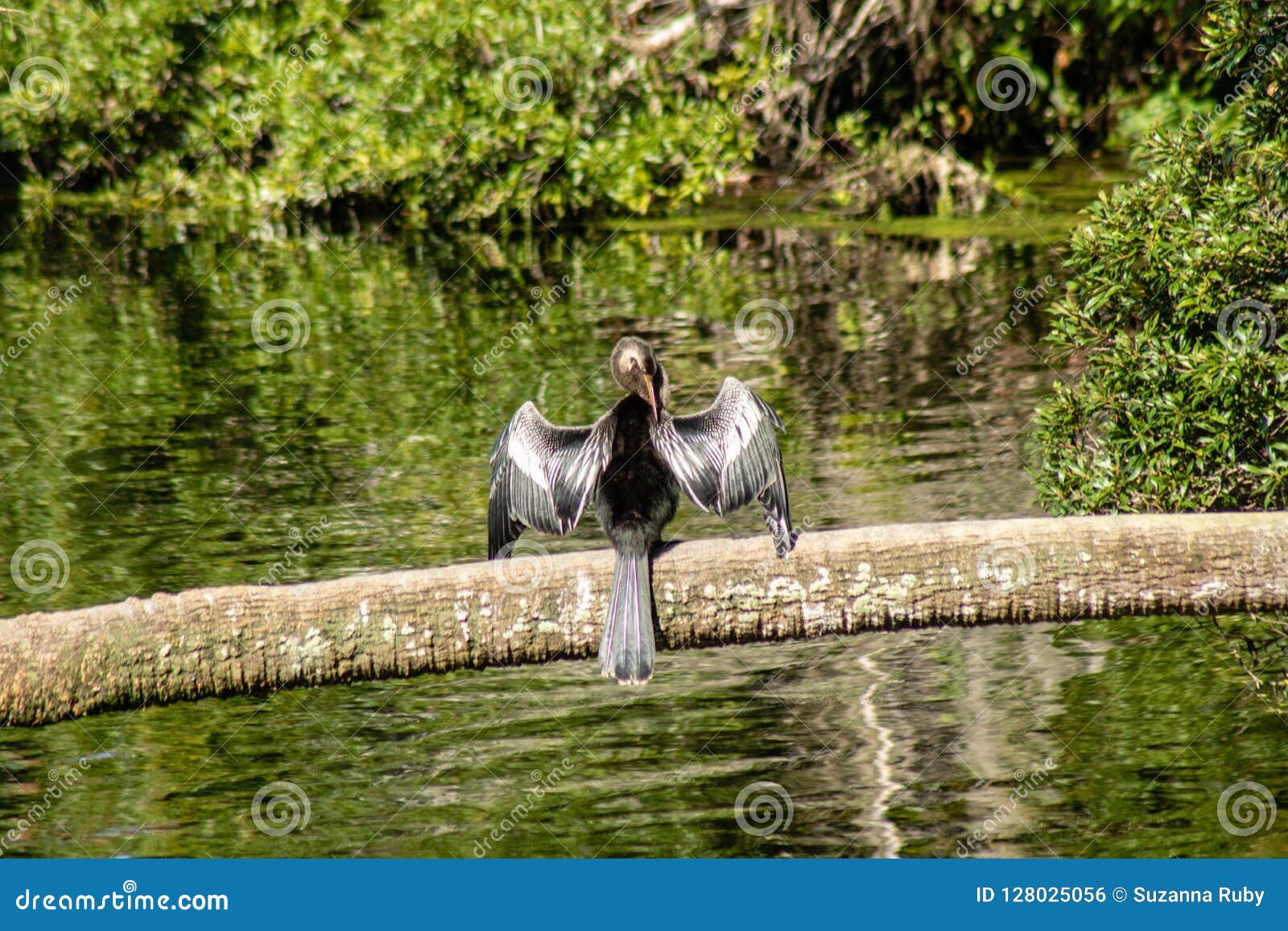 Male anhinga stock photo. Image of bird, wild, outdoors - 128025056