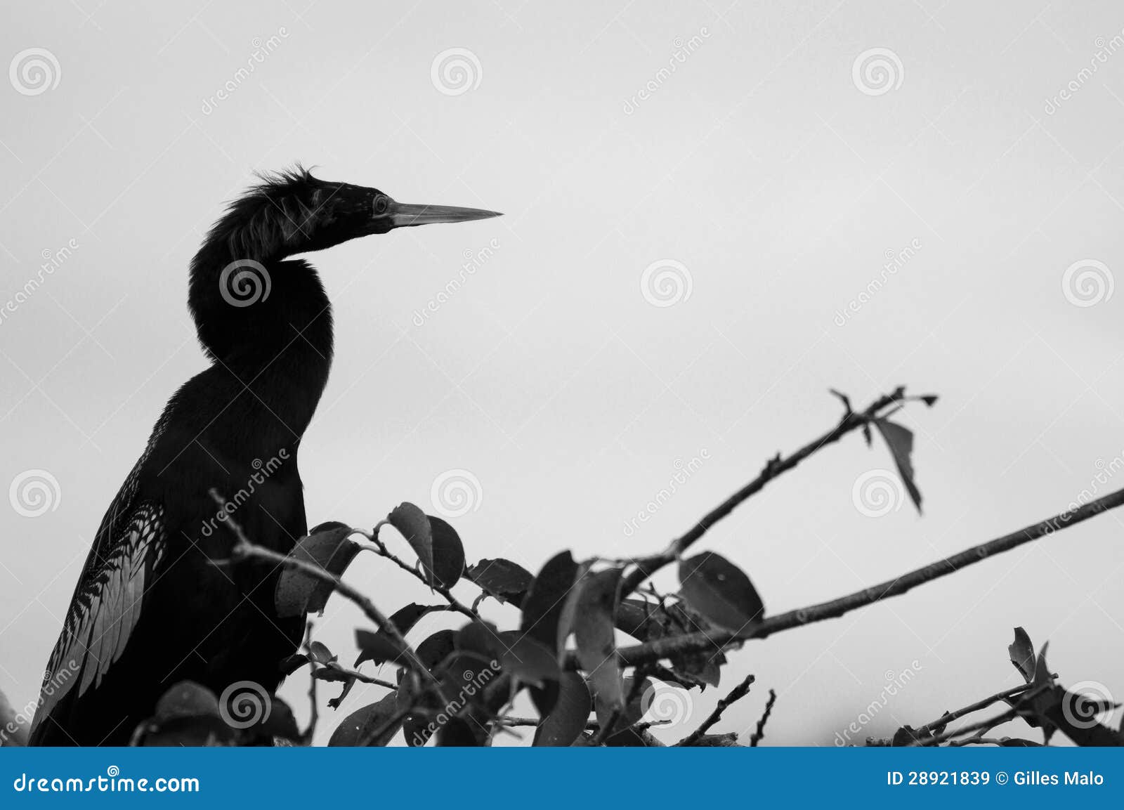 Male Anhinga silhouette stock image. Image of bird, white - 28921839