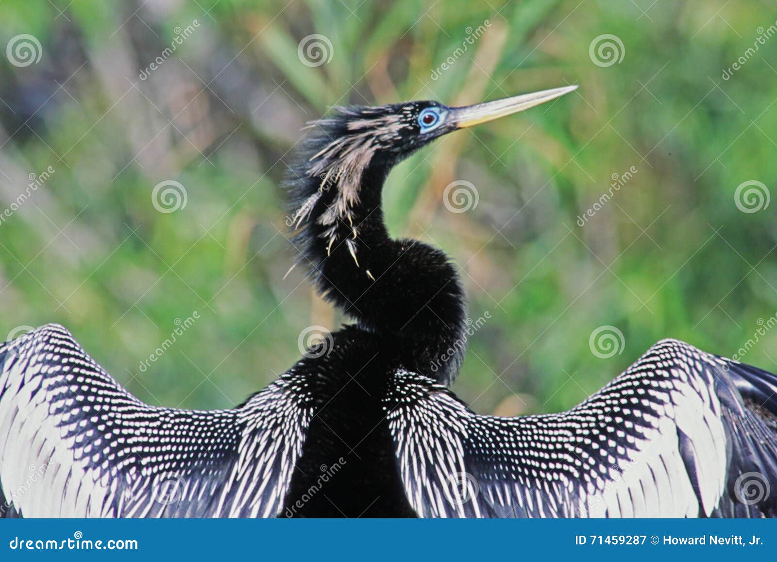 Male Anhinga stock image. Image of headshot, breeding - 71459287