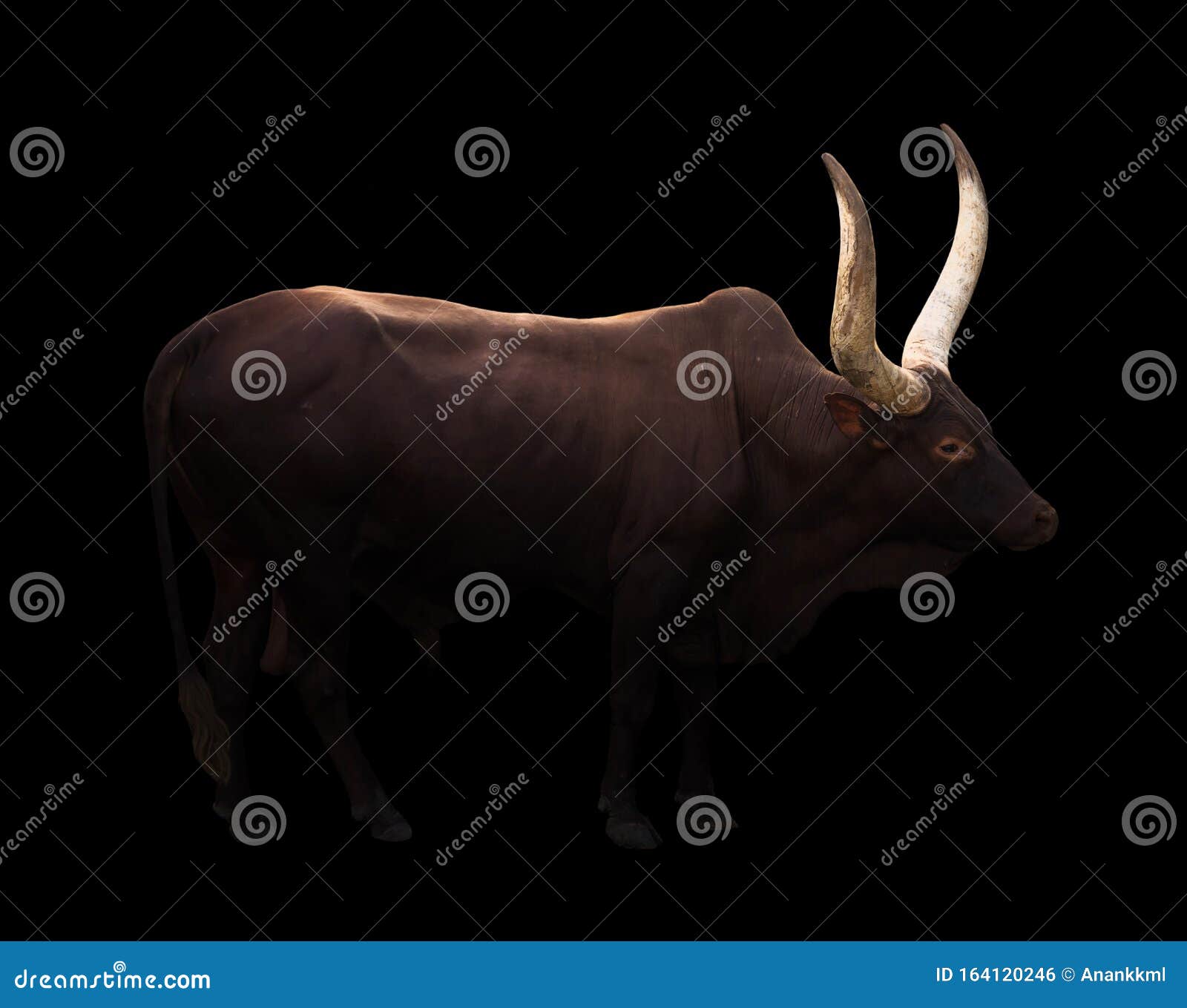 Male Ankole Watusi in Dark Background Stock Photo - Image of bovine ...
