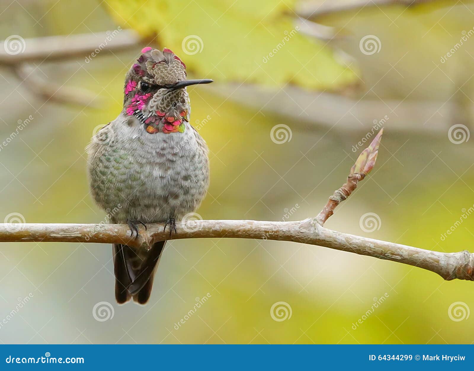 Male Anna s Hummingbird stock image. Image of small, autumn - 64344299