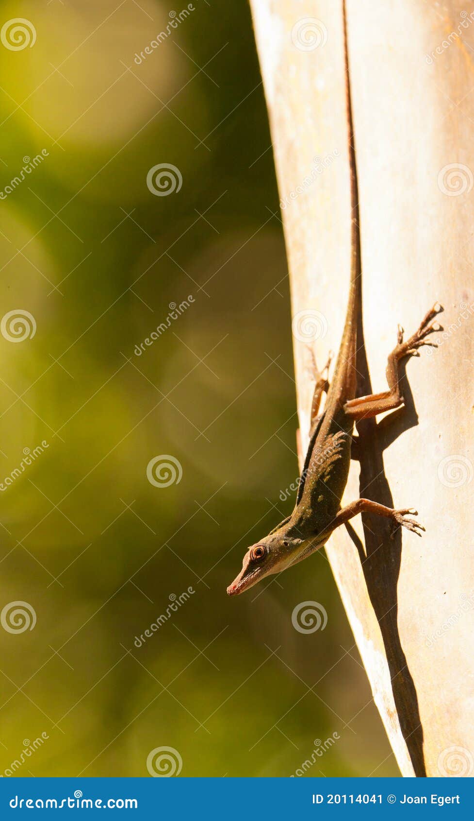 A Male Anolis Lizard on Exhibit Stock Image - Image of america ...