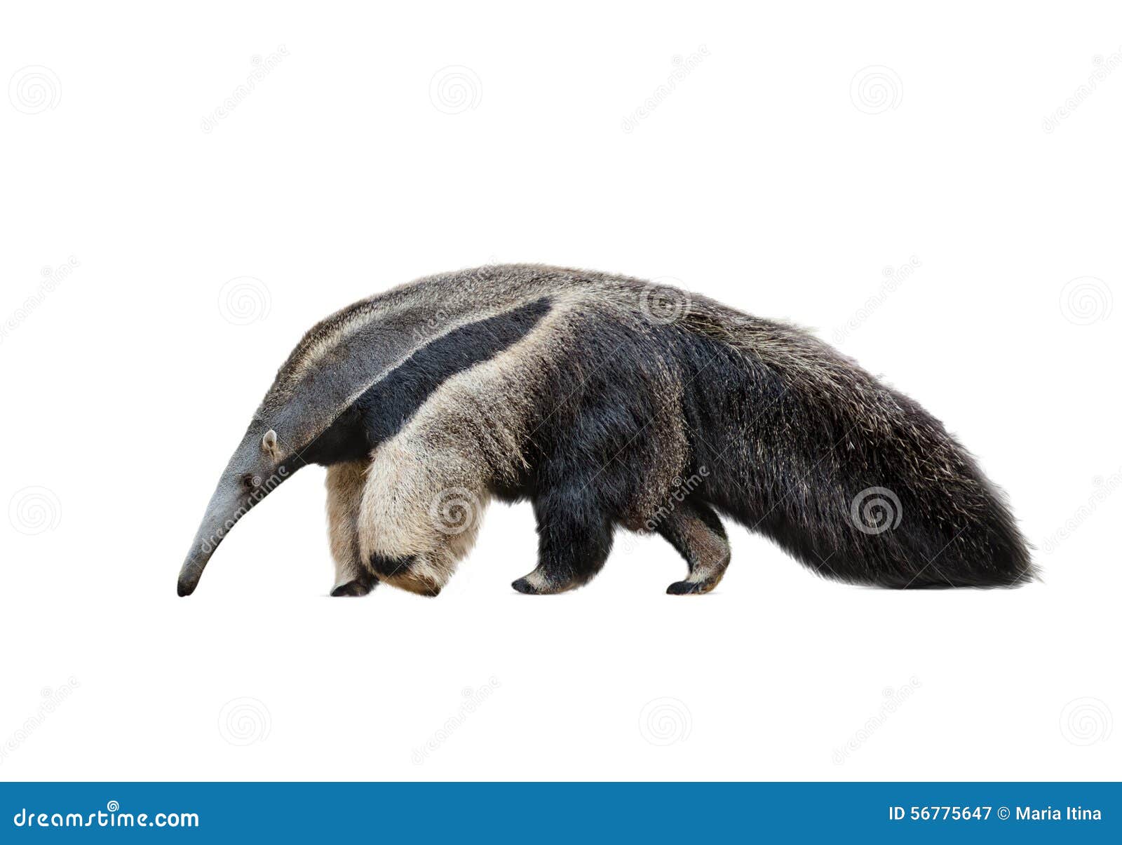 Male of Ant-eater Isolated Over a White Stock Image - Image of giant ...