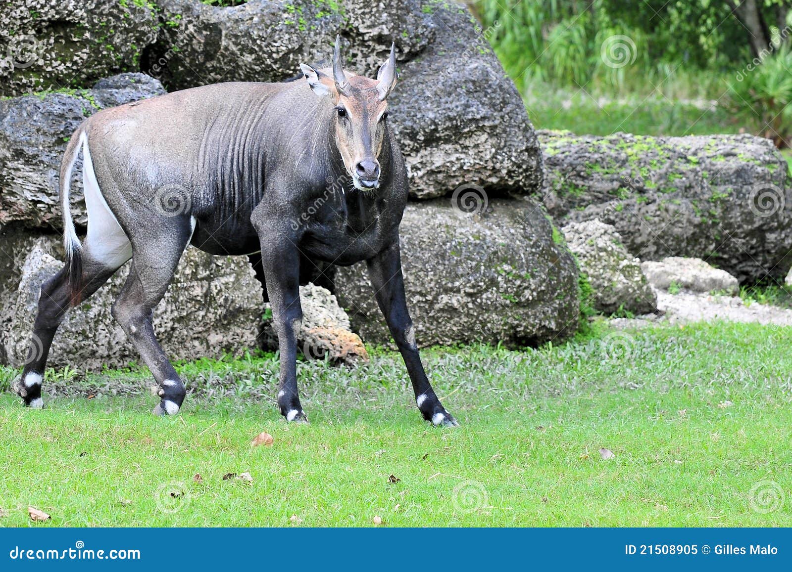 Male Antelope stock image. Image of florida, animals - 21508905
