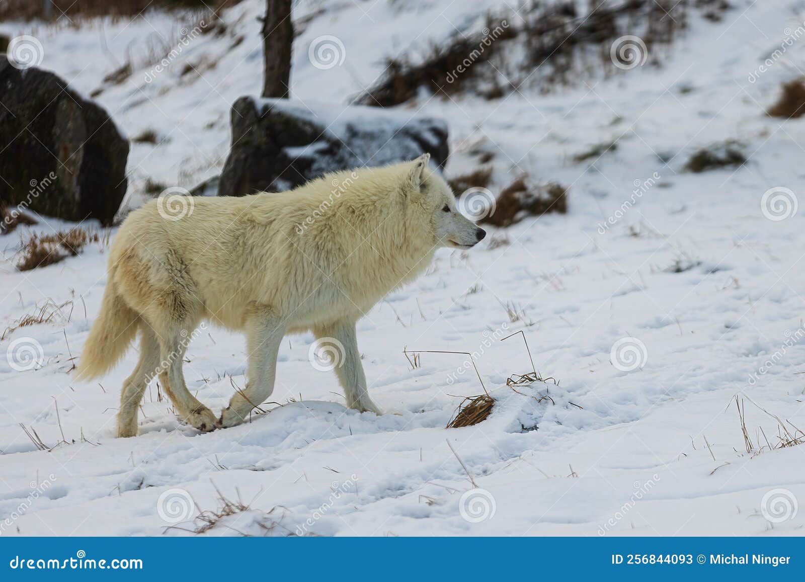 Male Arctic Wolf Canis Lupus Arctos Move Quickly Stock Image - Image of ...