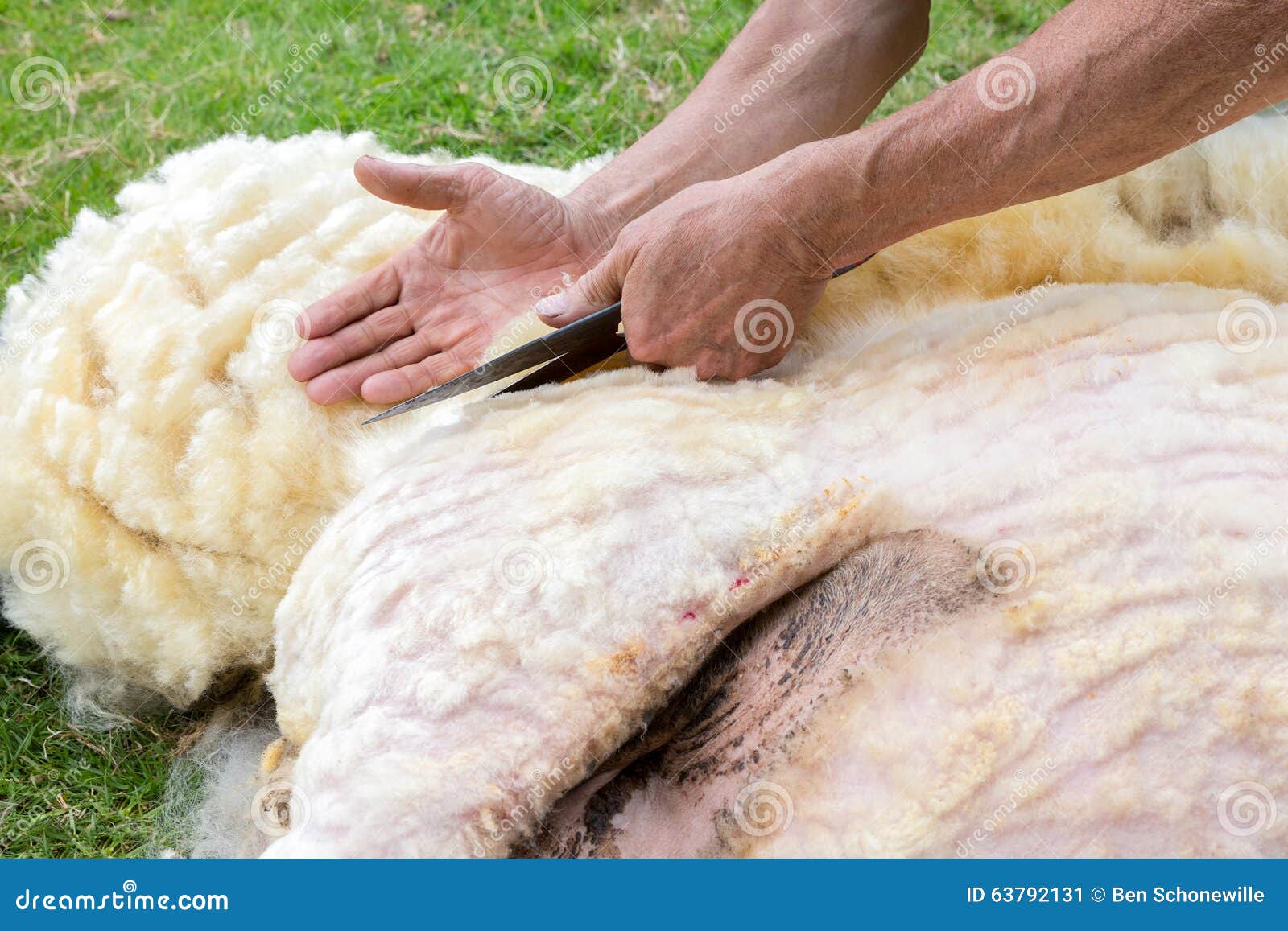 Male Arms Shaving Wool from Sheep with Scissors Stock Image - Image of ...