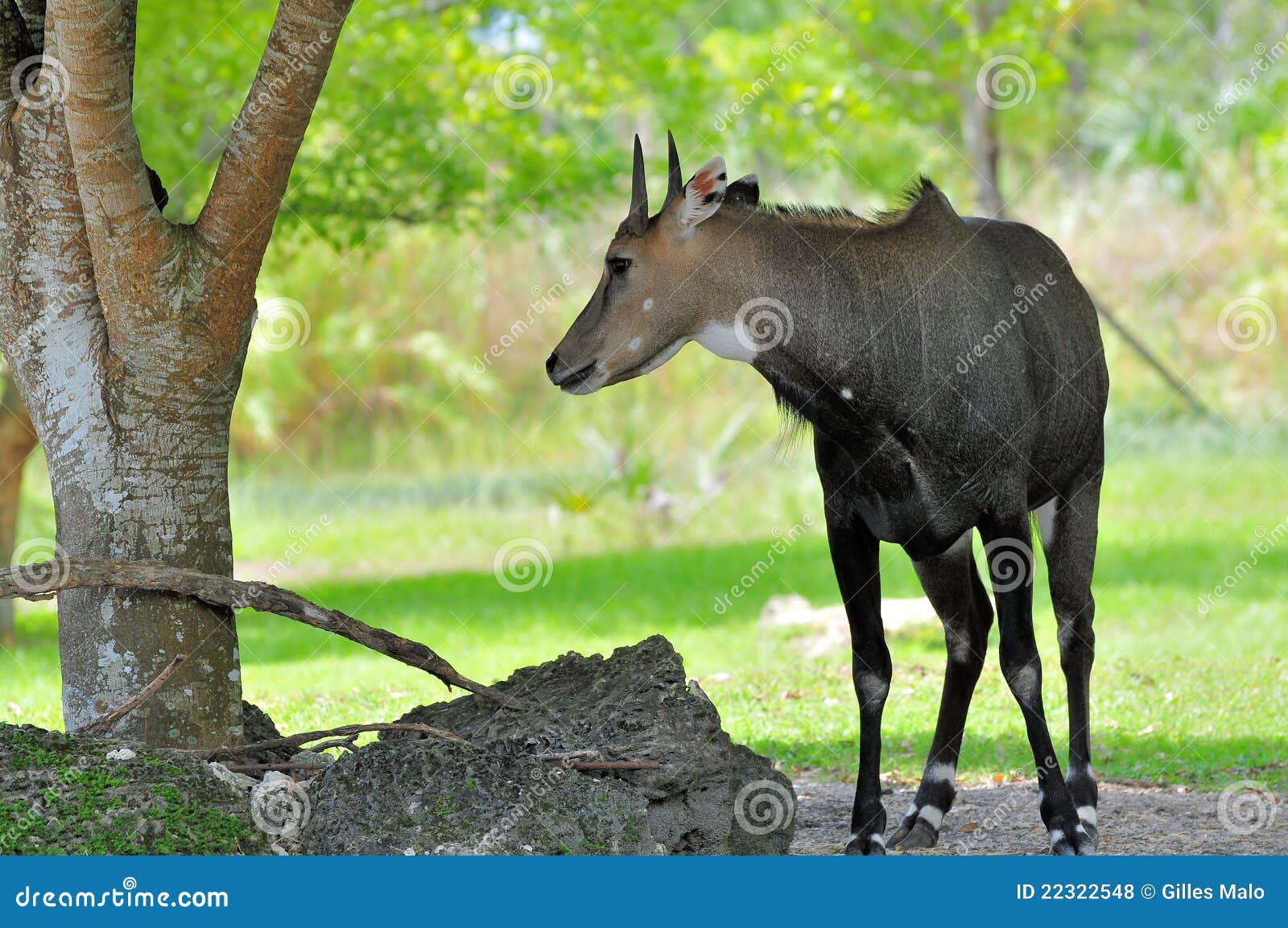 Male Asian Antelope stock photo. Image of mammals, habitat - 22322548