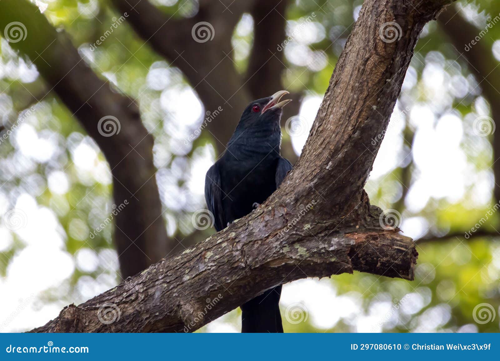 A Male Asian Koel, Eudynamys Scolopaceus Stock Photo - Image of cuckoo ...