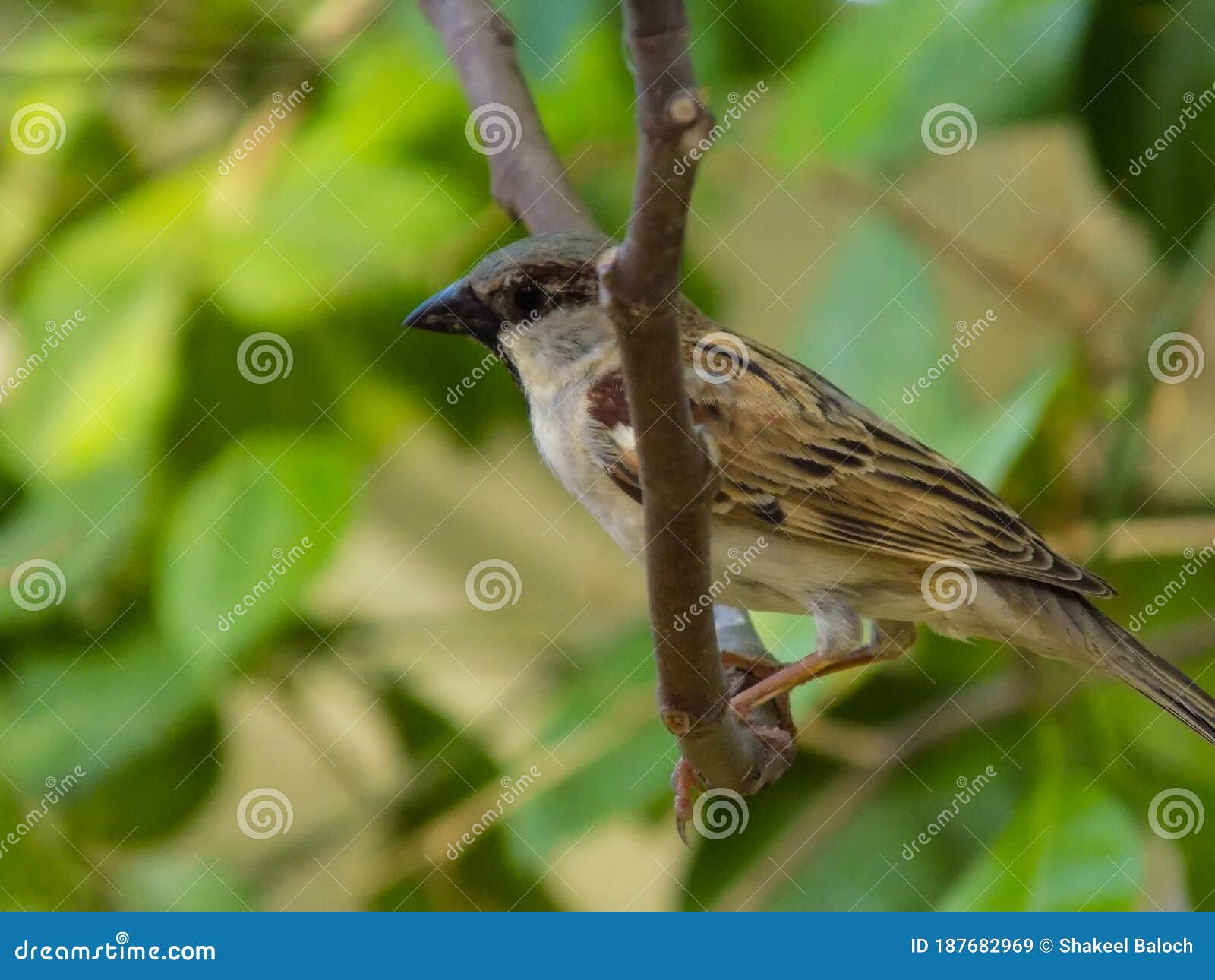 Male Asian Sparrow Bird on Tree Leaf, Outdoor Wildlife Animal Close Up ...