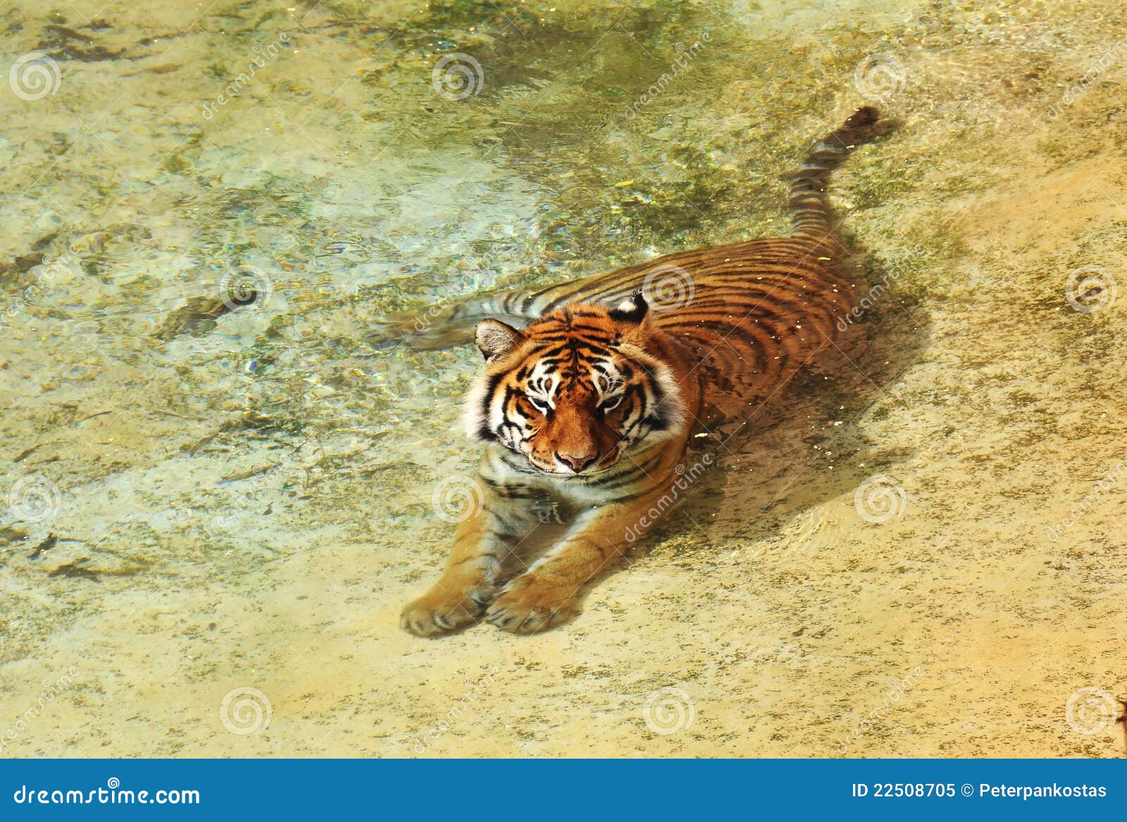 Male Asian Tiger Resting in Pool Stock Image - Image of king, pond ...