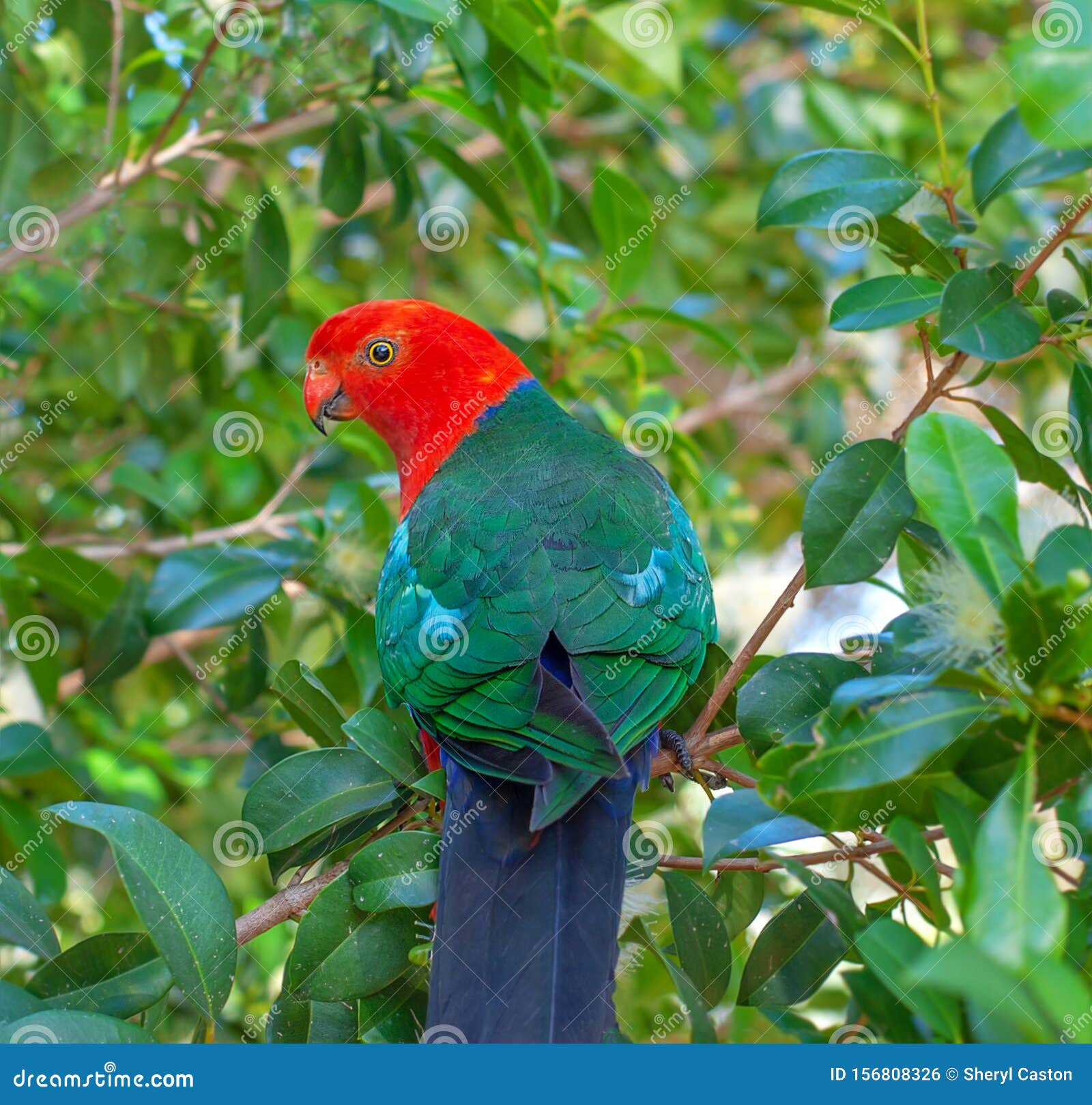 Male Australian King Parrot Stock Photo - Image of colorful ...