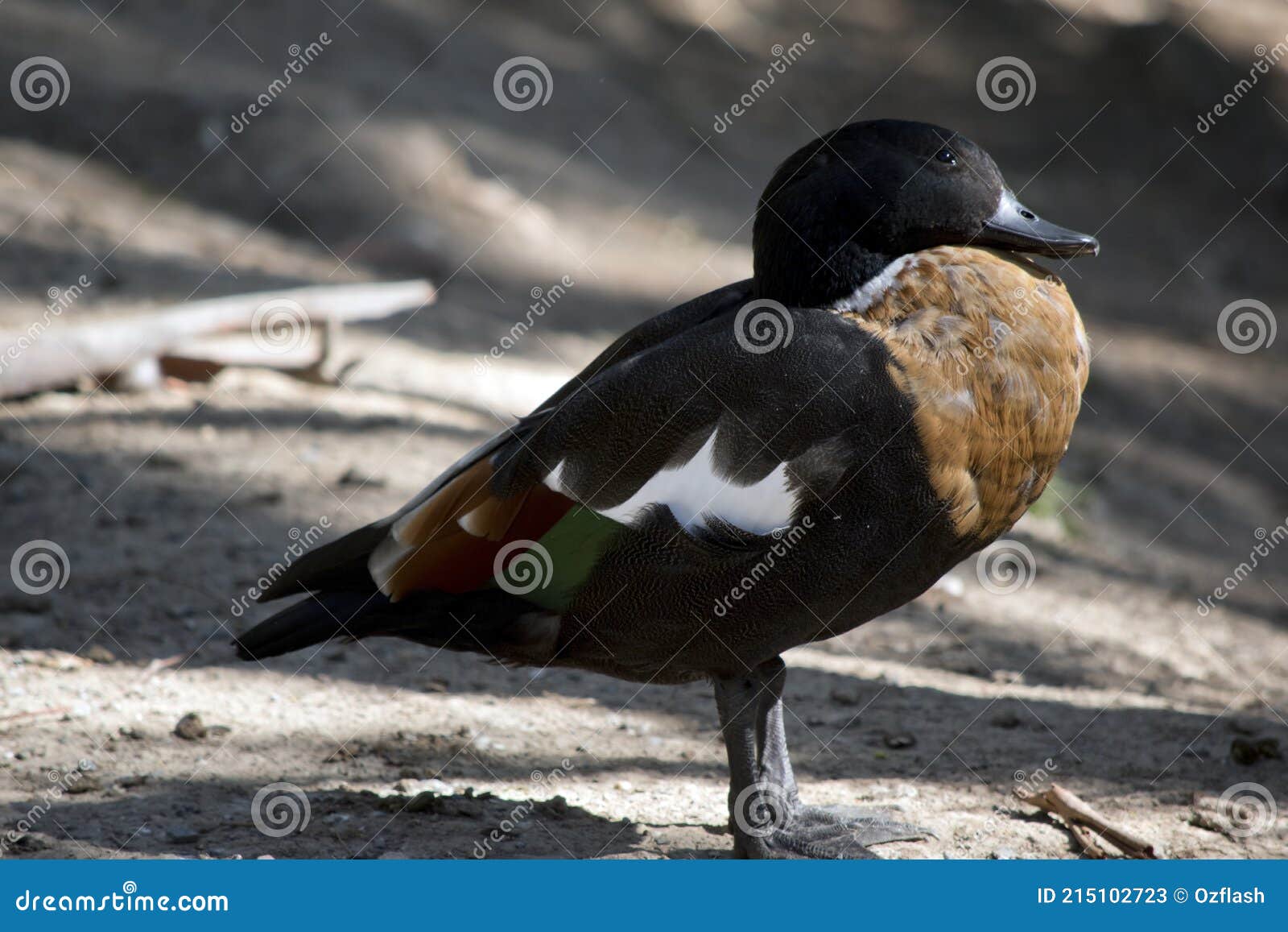 This is a Male Australian Shelduck Stock Image - Image of fauna, head ...