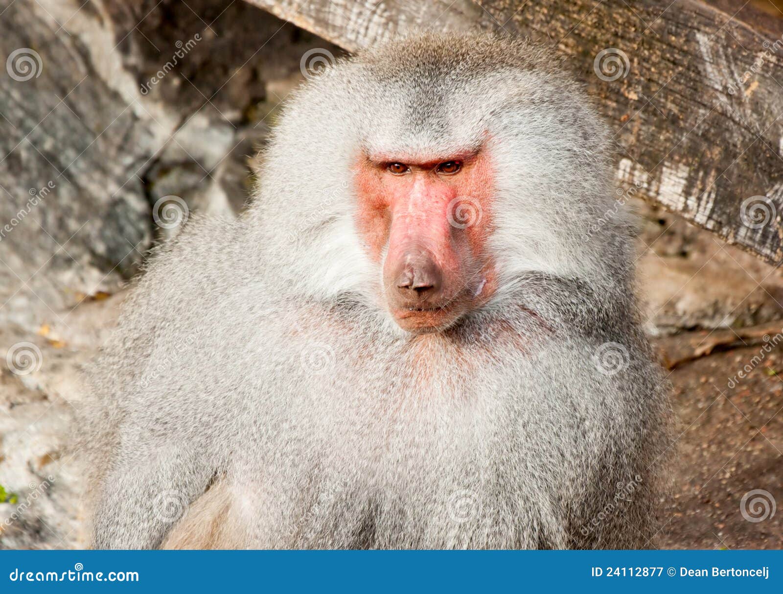 Male baboon stock image. Image of animal, nose, creature - 24112877