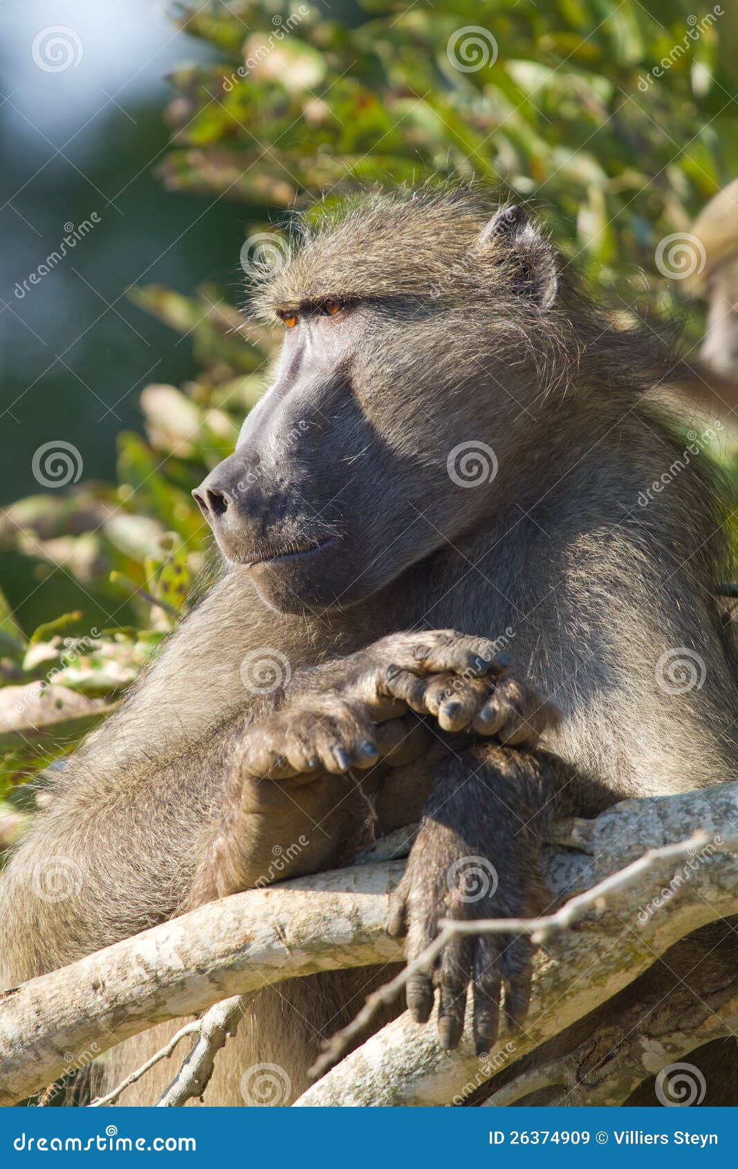 Male baboon stock image. Image of head, relaxing, kruger - 26374909