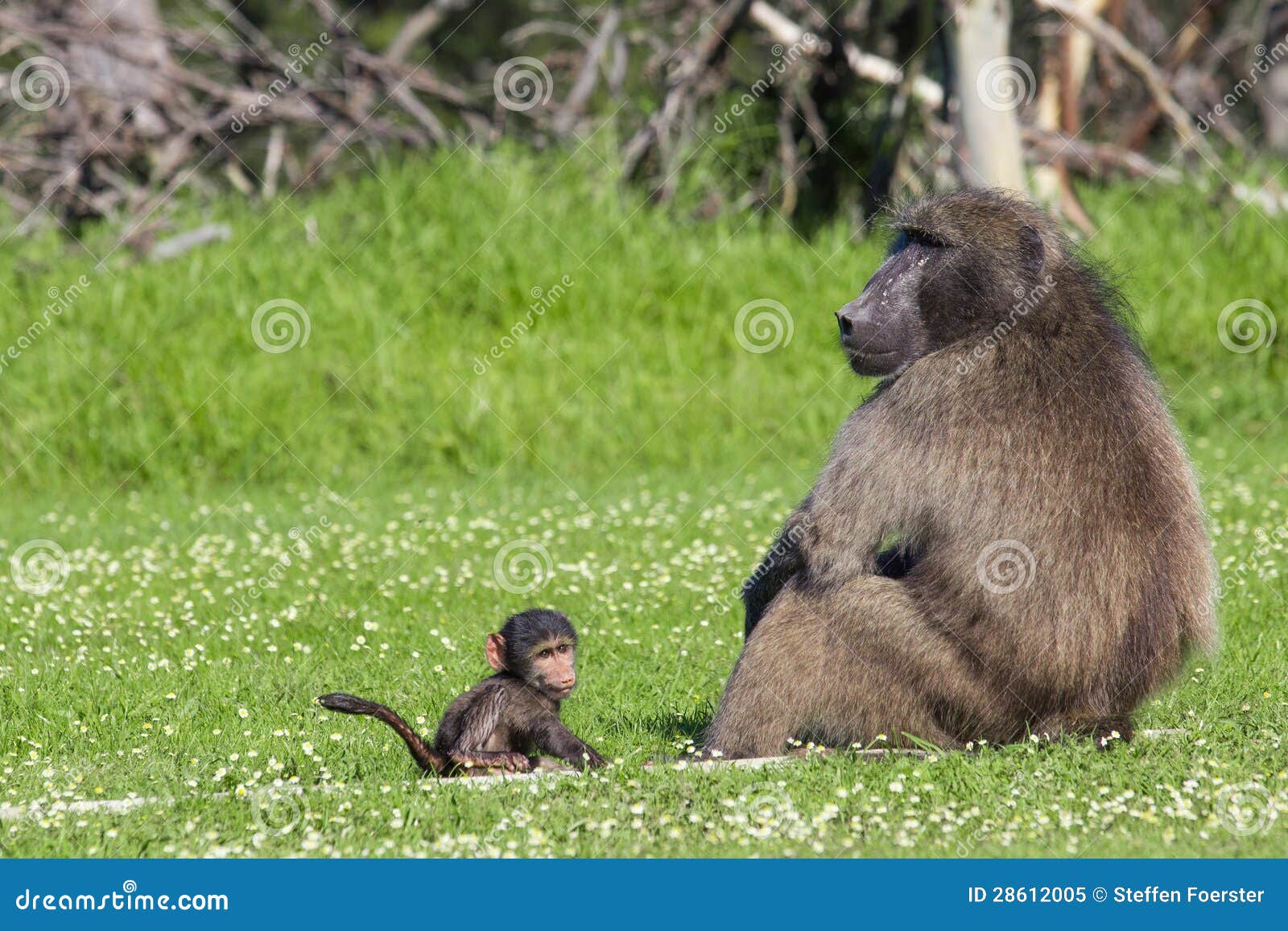 Male Baboon and His Baby Offspring Stock Image - Image of evolution ...