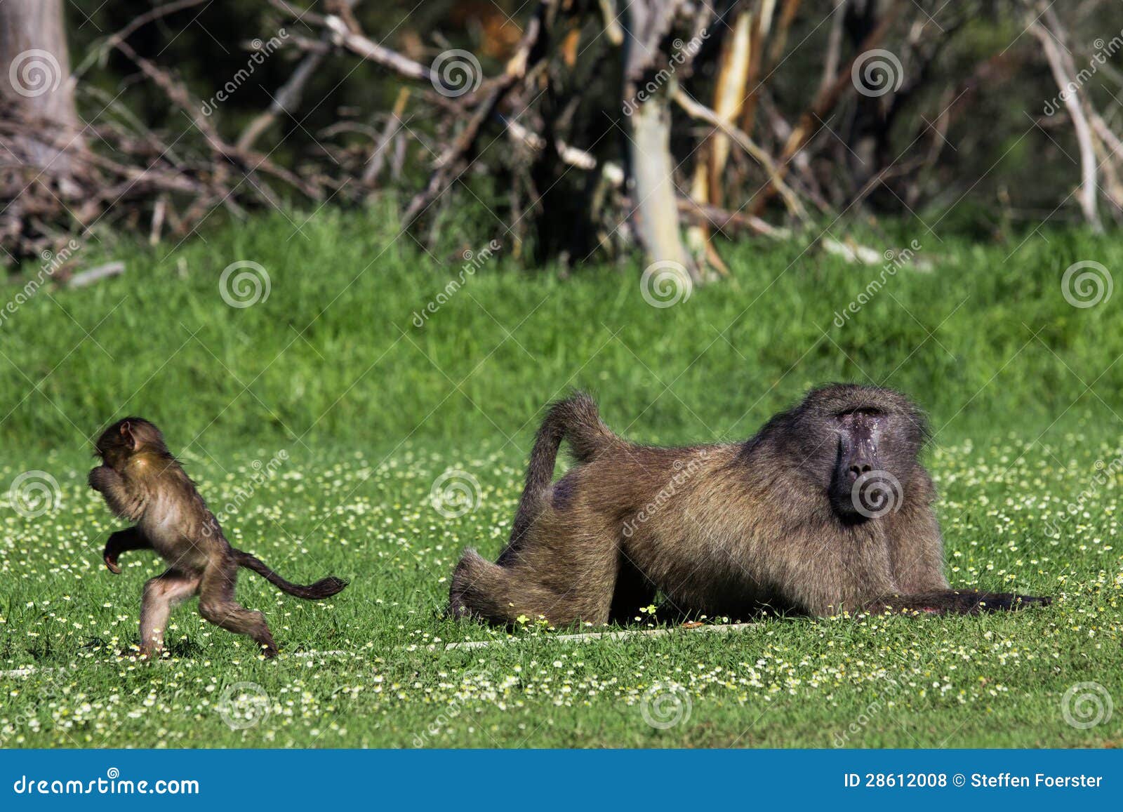 Male Baboon and His Baby Offspring Stock Photo - Image of baboon ...