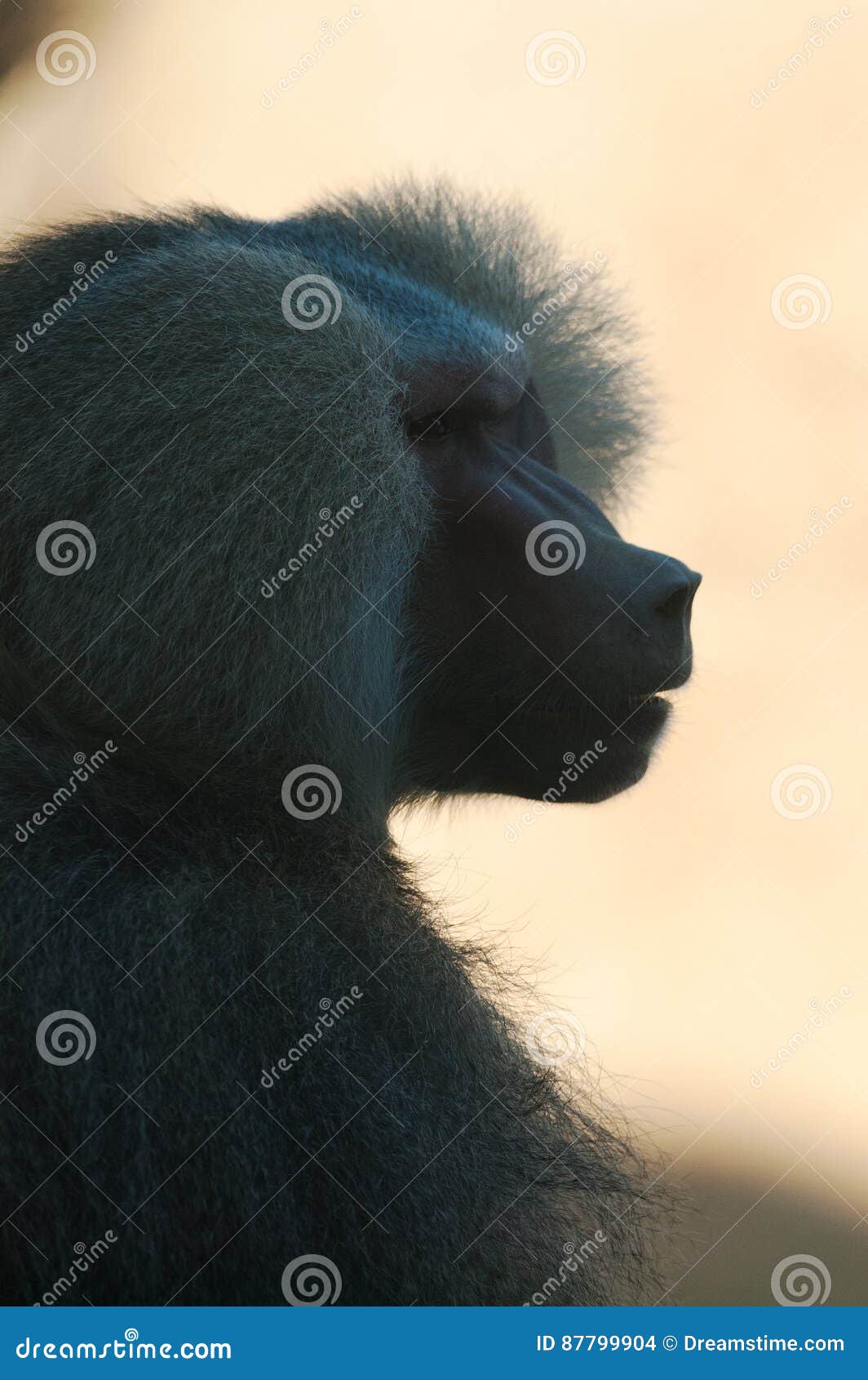 Male baboon profile stock photo. Image of profile, monkey - 87799904